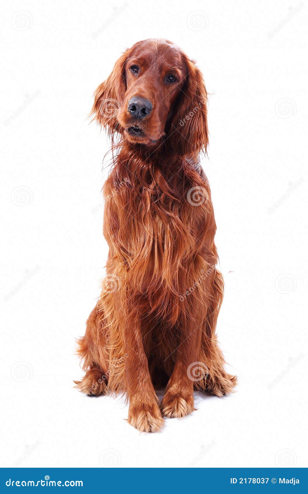 Cão no branco imagem de stock. Imagem de fome, canino - 2178037