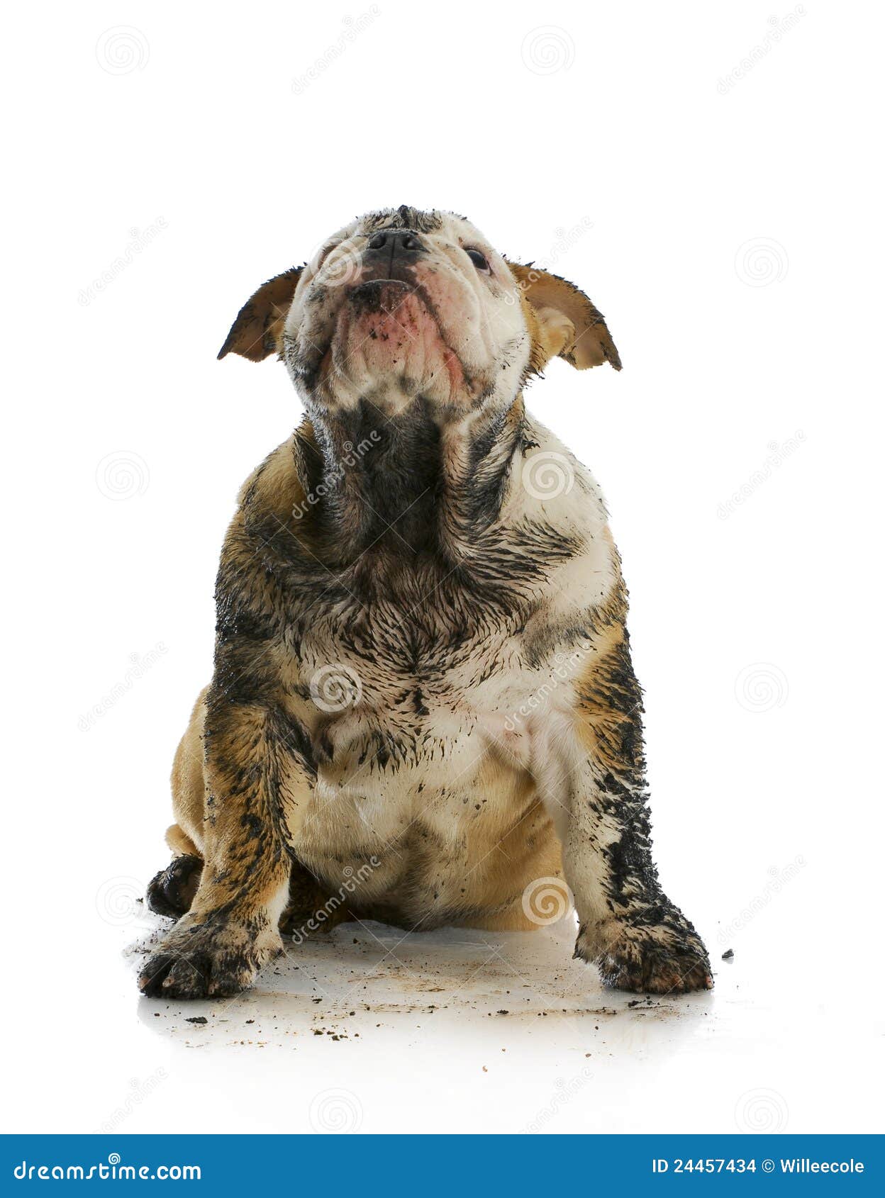 Cão sujo que olha acima foto de stock. Imagem de amigo - 24457434