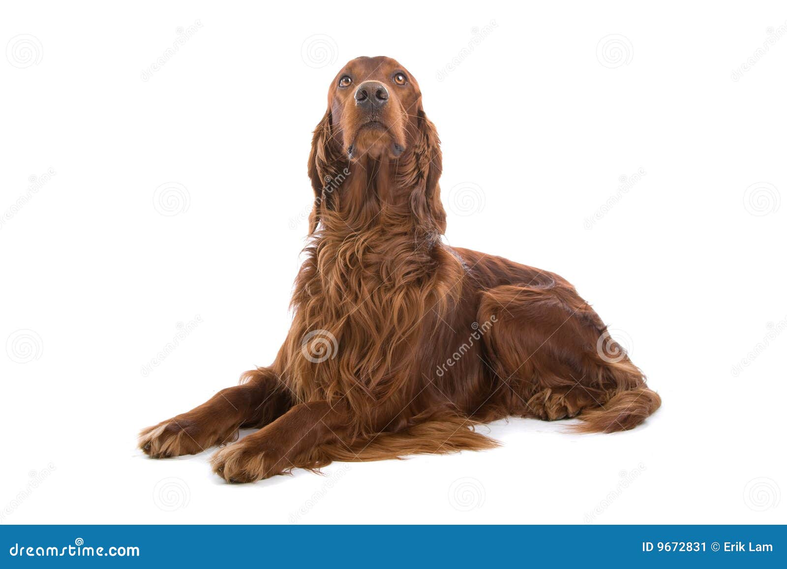 Cão Vermelho Irlandês Do Setter Imagem de Stock - Imagem de equipa ...