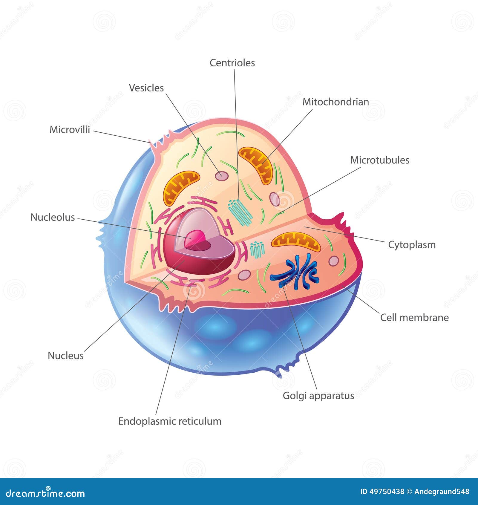 Célula Animal Aislada En El Vector Blanco Ilustración del Vector ...