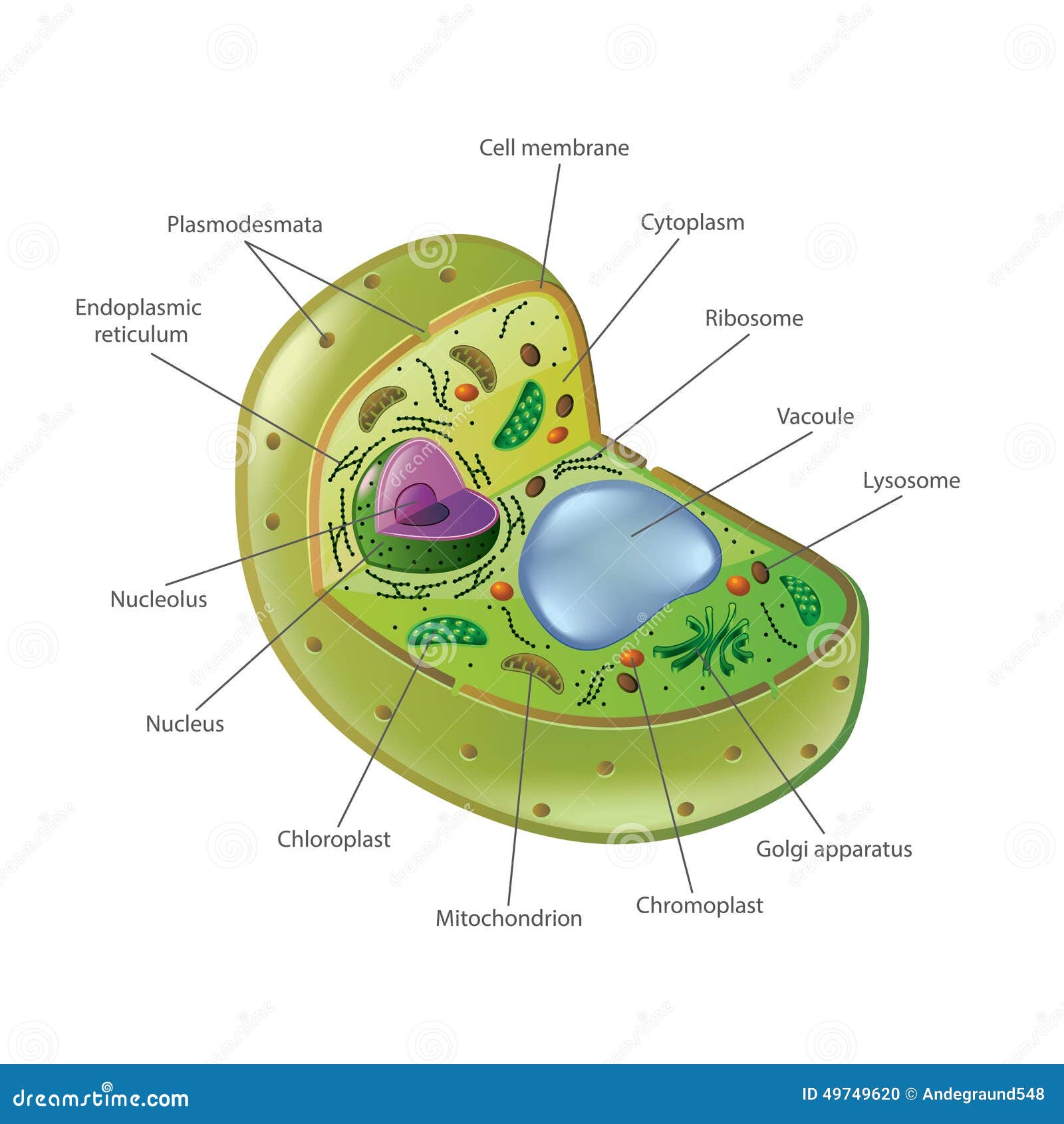 Célula De La Planta Aislada En El Vector Blanco Ilustración del Vector ...