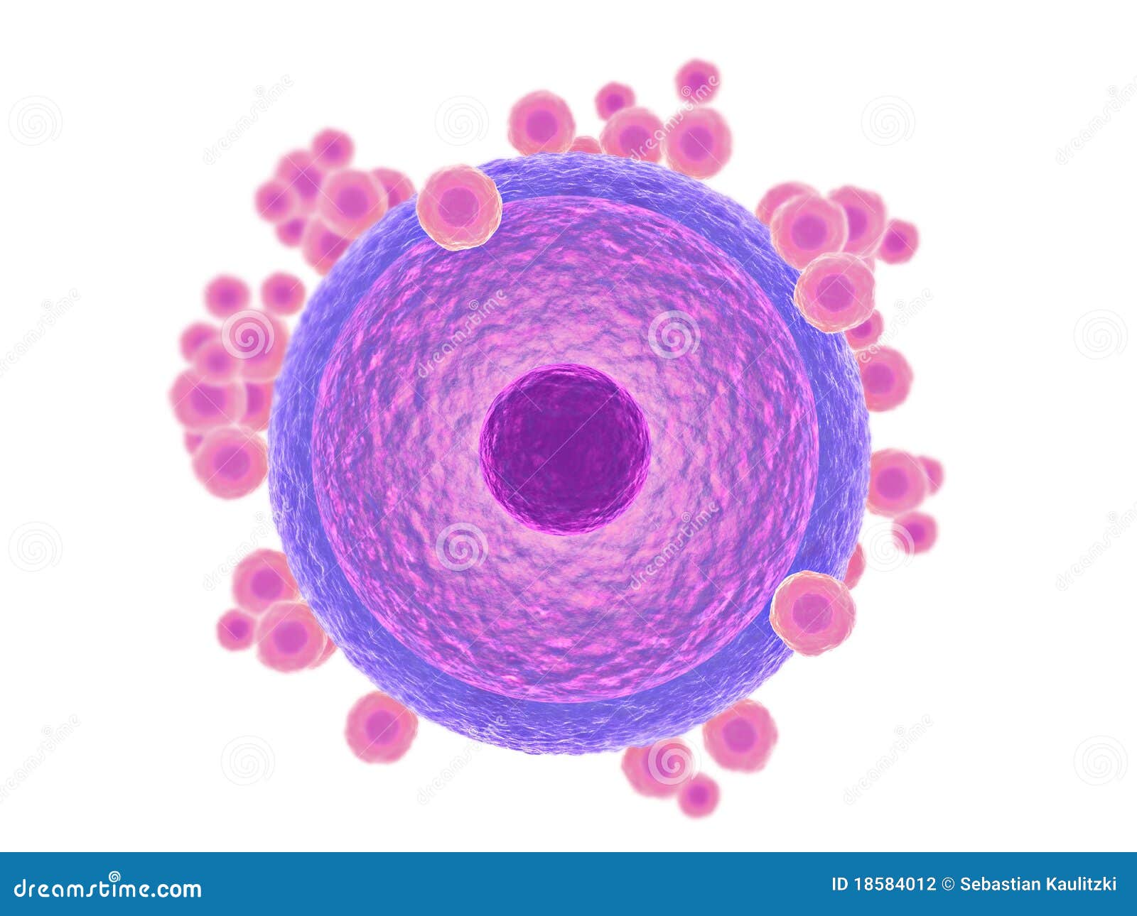 Célula del óvulo humano stock de ilustración. Ilustración de vida ...