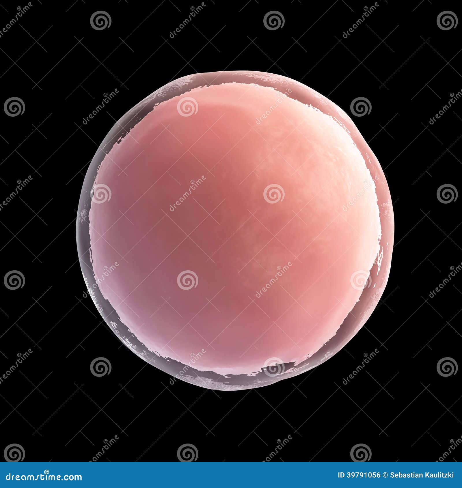 Célula del óvulo humano stock de ilustración. Ilustración de embarazo ...