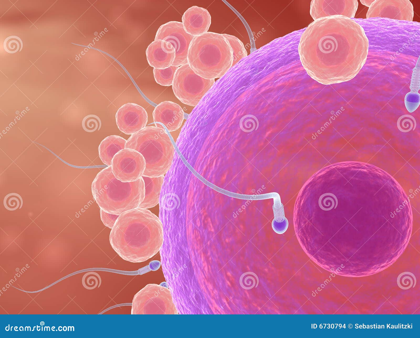 Célula del óvulo humano stock de ilustración. Ilustración de huevo ...