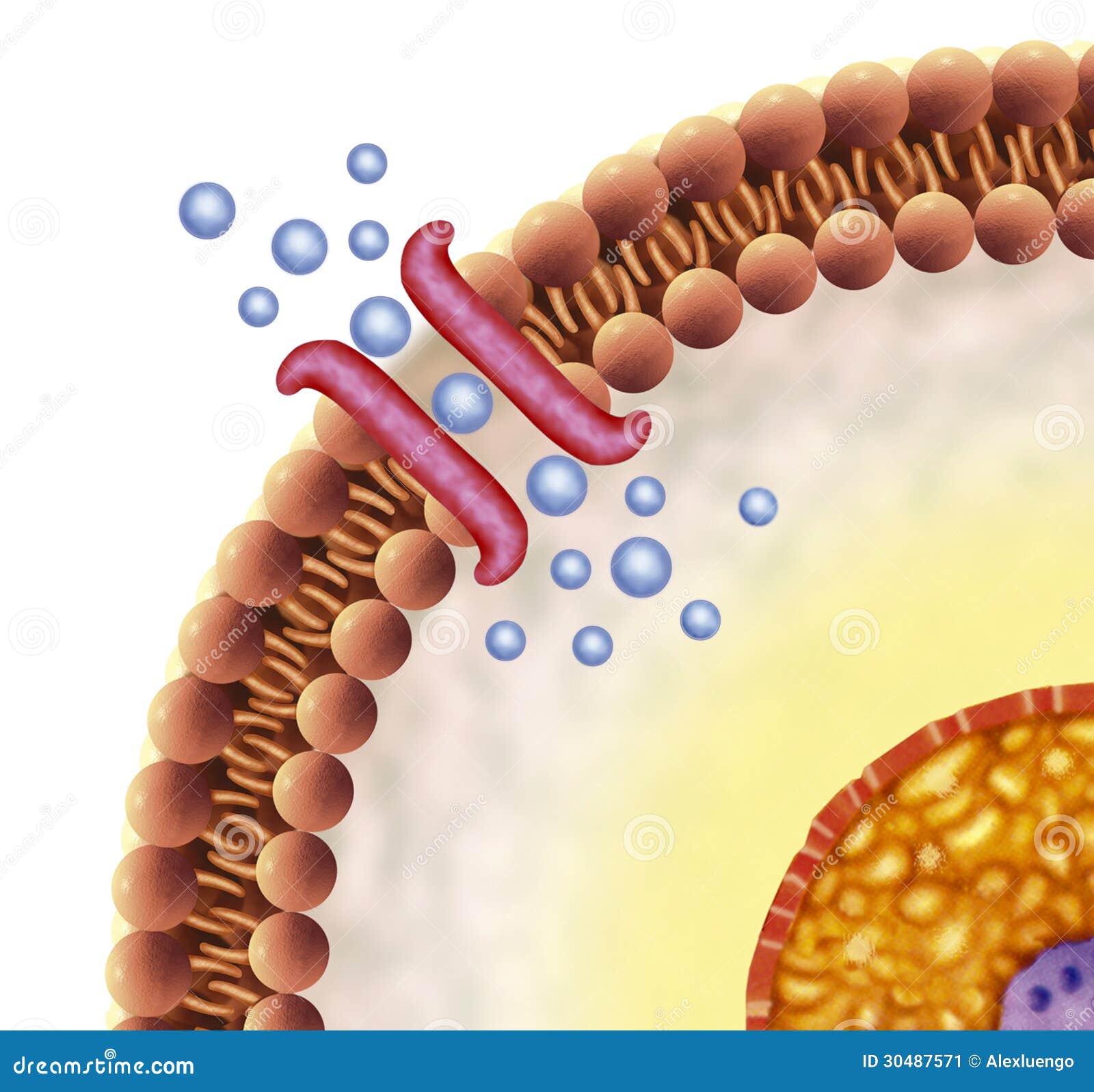 Célula del receptor stock de ilustración. Ilustración de receptor ...