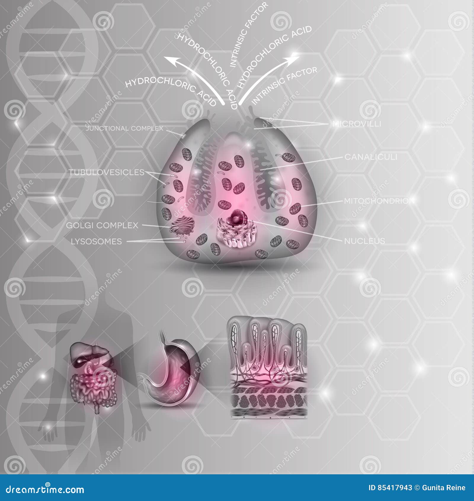 Célula Parietal Del Estómago Ilustración del Vector - Ilustración de ...