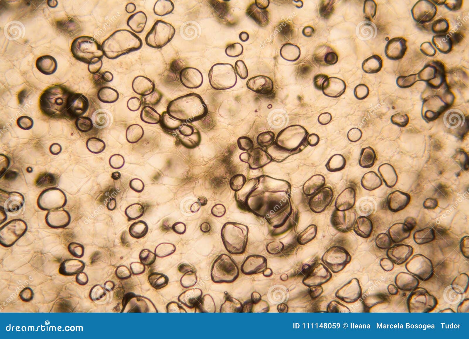 Células De Apple En El Microscopio Imagen de archivo - Imagen de ...