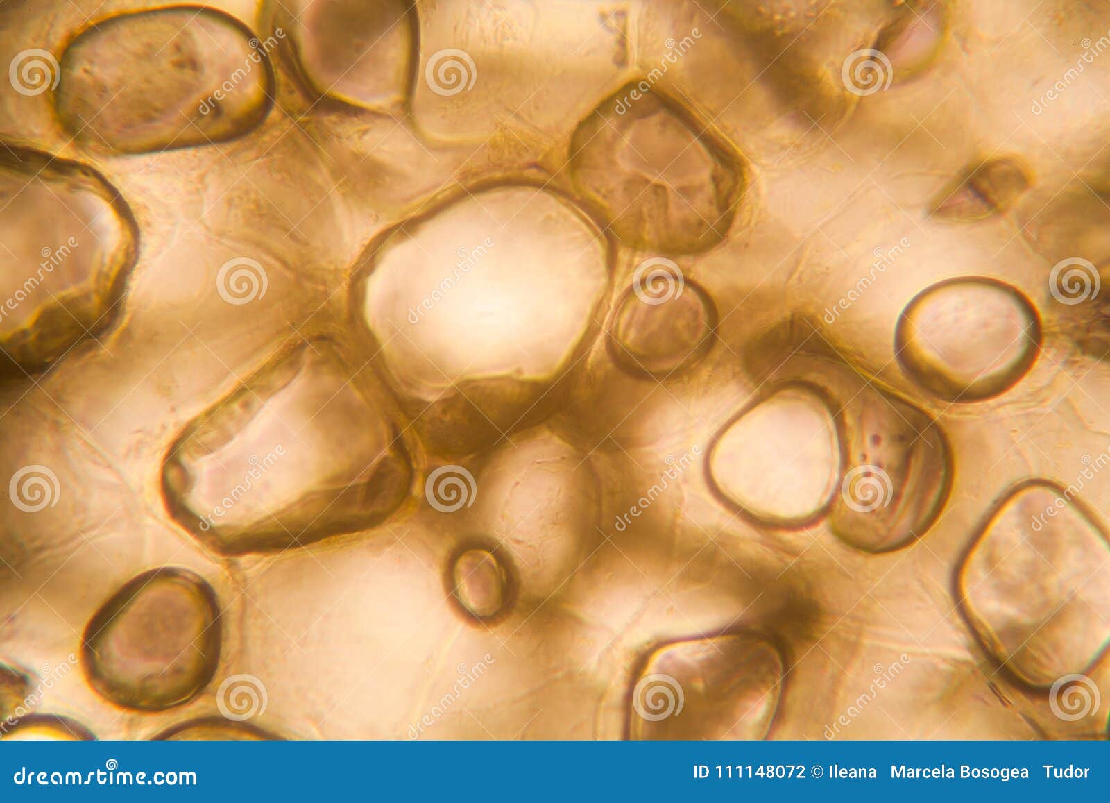 Células De Apple En El Microscopio Foto de archivo - Imagen de ...