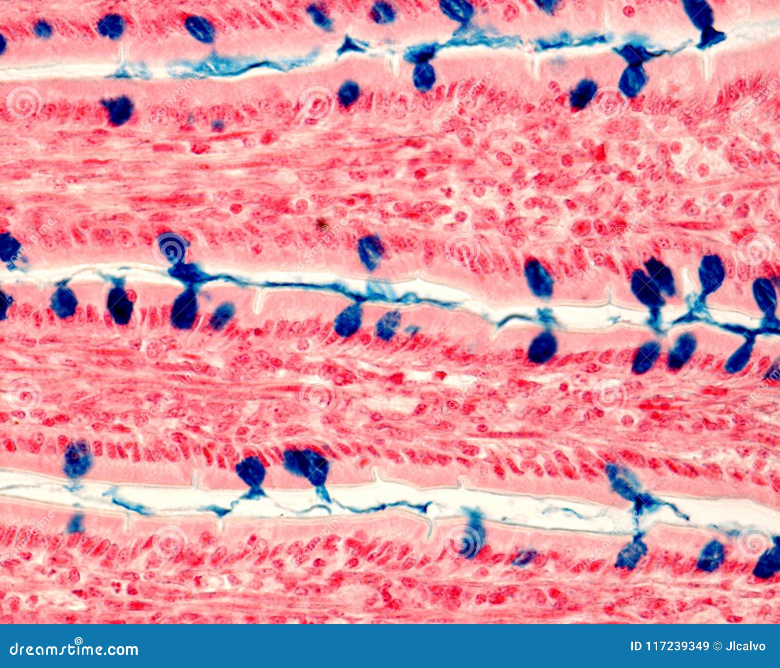 Células De Cubilete Epitelio Intestinal Imagen de archivo - Imagen de ...