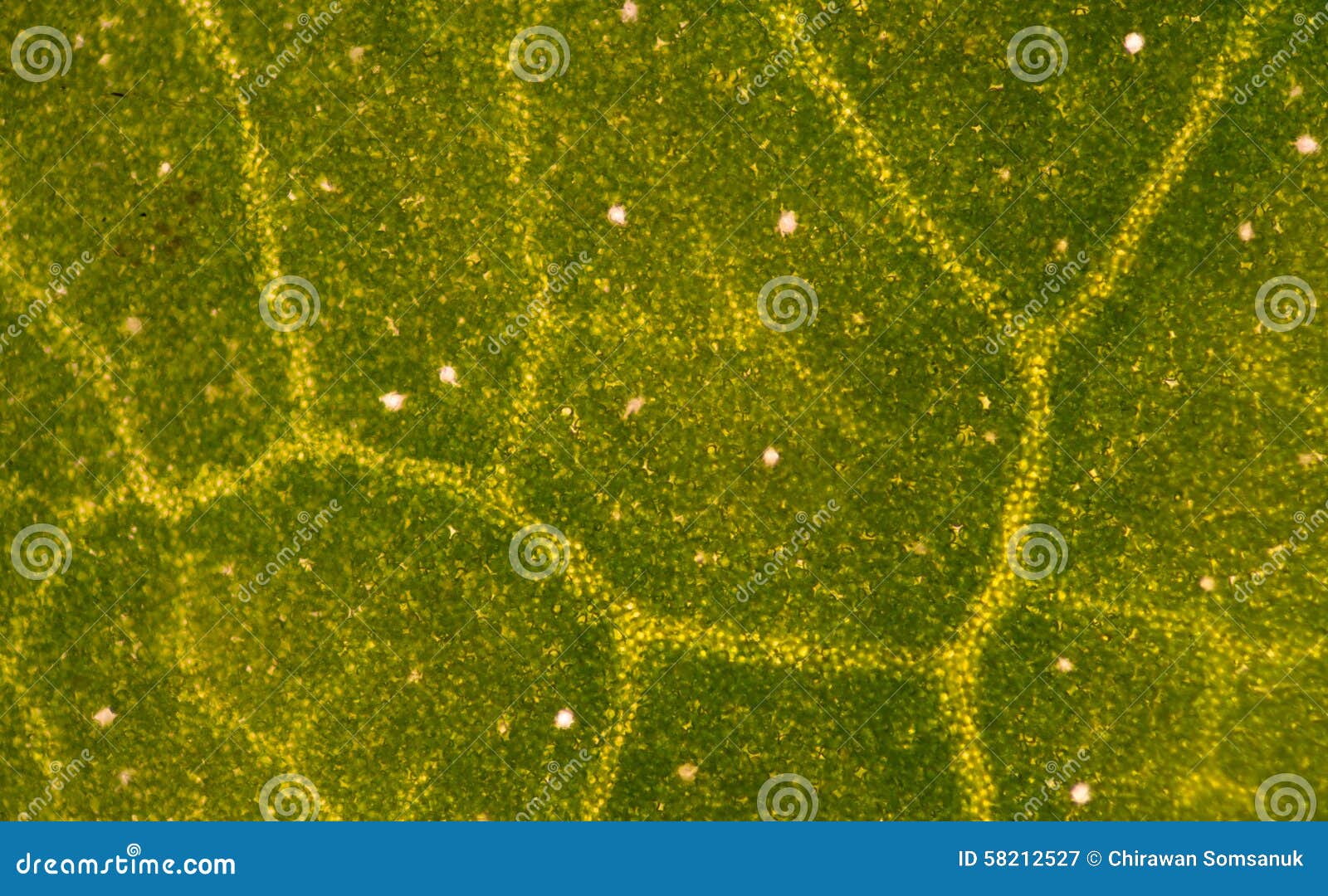 Células de la planta imagen de archivo. Imagen de fondo - 58212527
