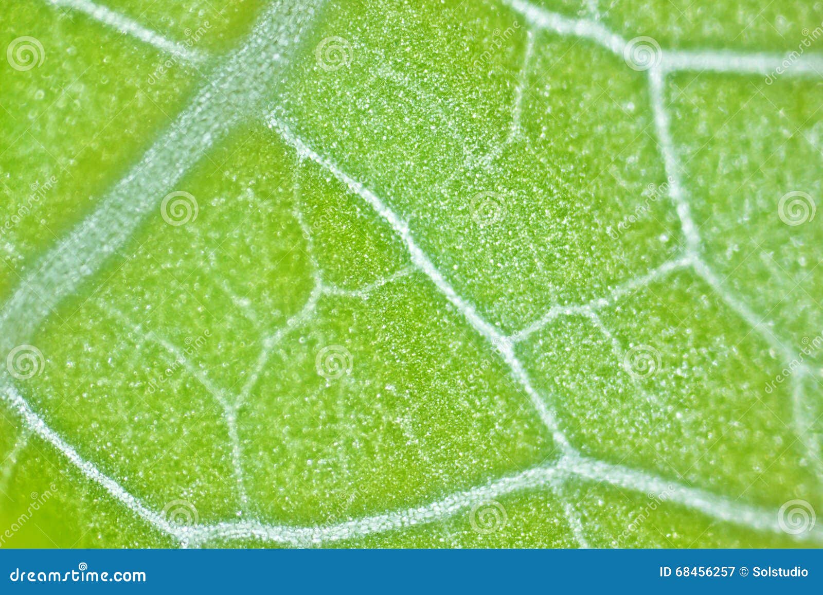 Células De La Planta Bajo El Microscopio Imagen de archivo - Imagen de ...