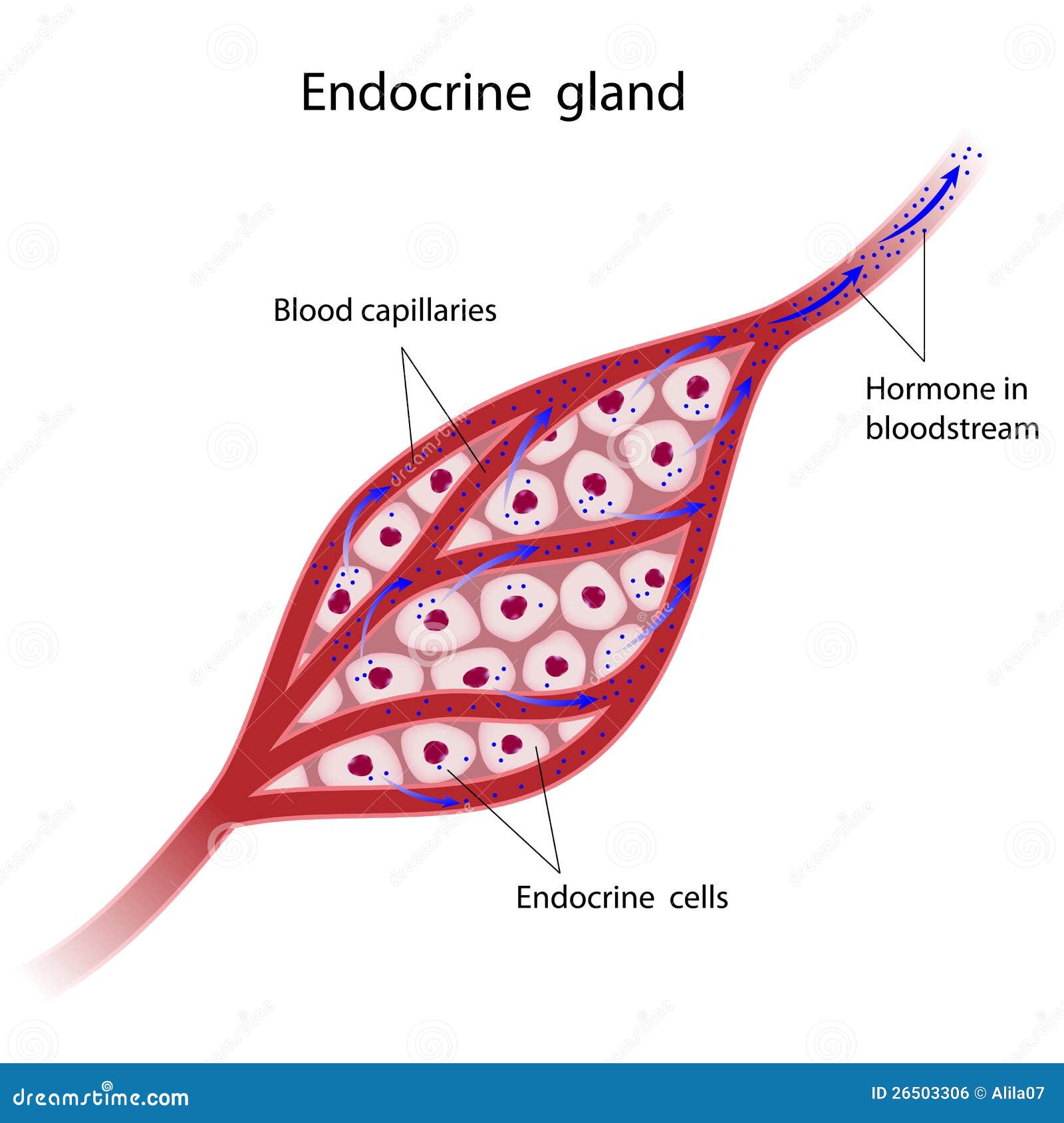 Células De Las Glándulas Endocrinas Ilustración del Vector ...