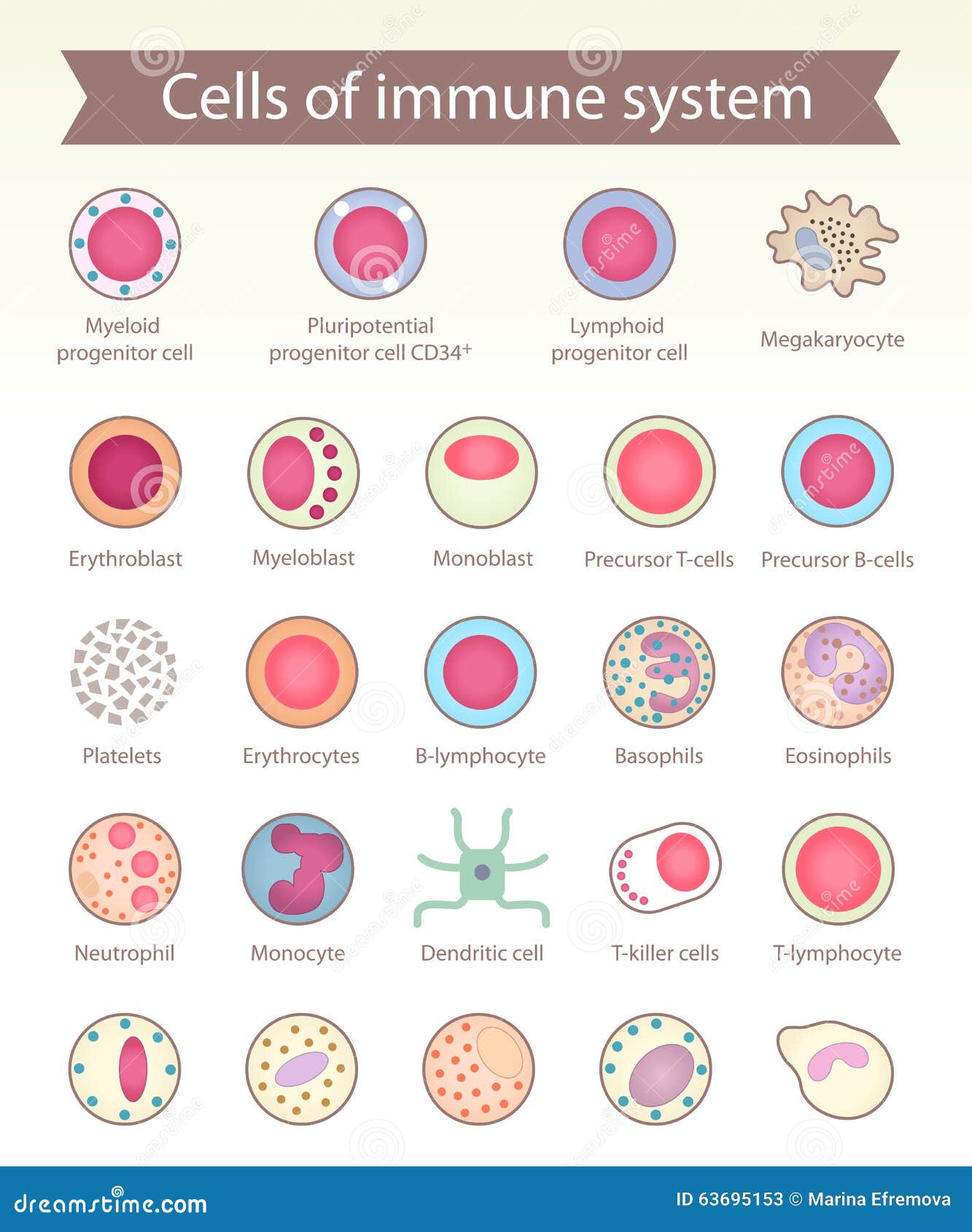 Células del sistema inmune ilustración del vector. Ilustración de ...