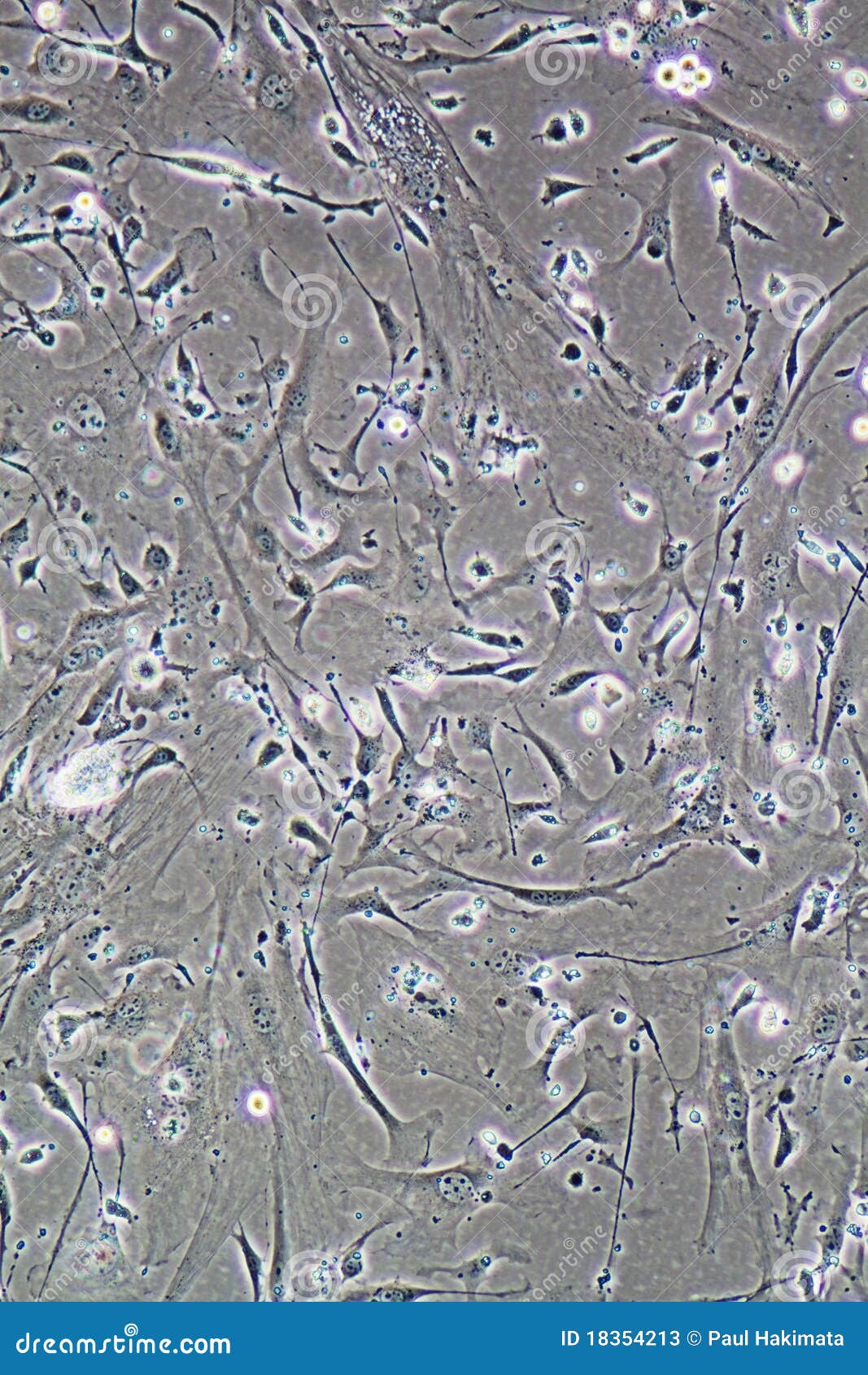 Células musculares imagen de archivo. Imagen de salud - 18354213