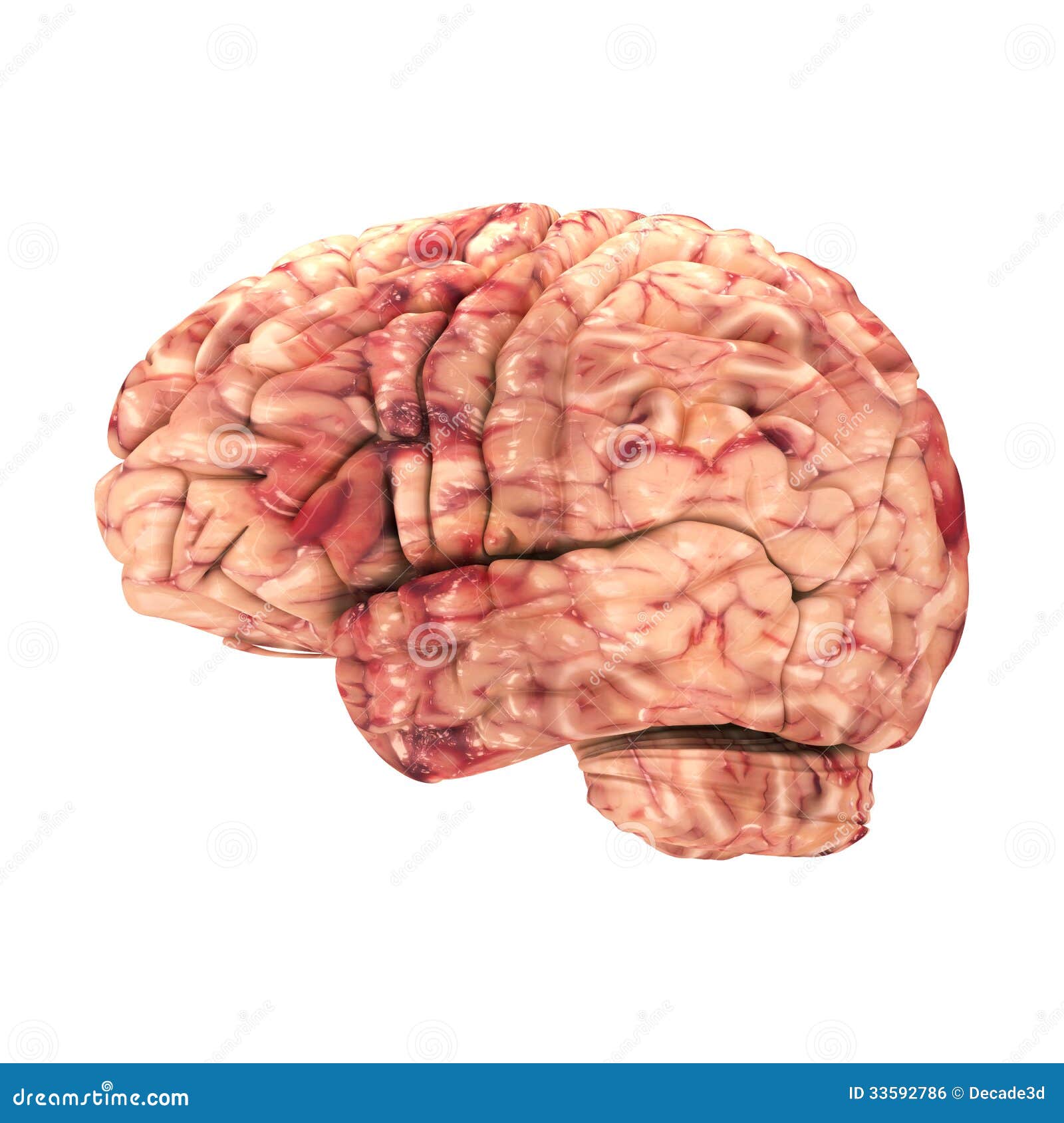 Cérebro Da Anatomia - Vista Lateral Isolada Ilustração Stock ...