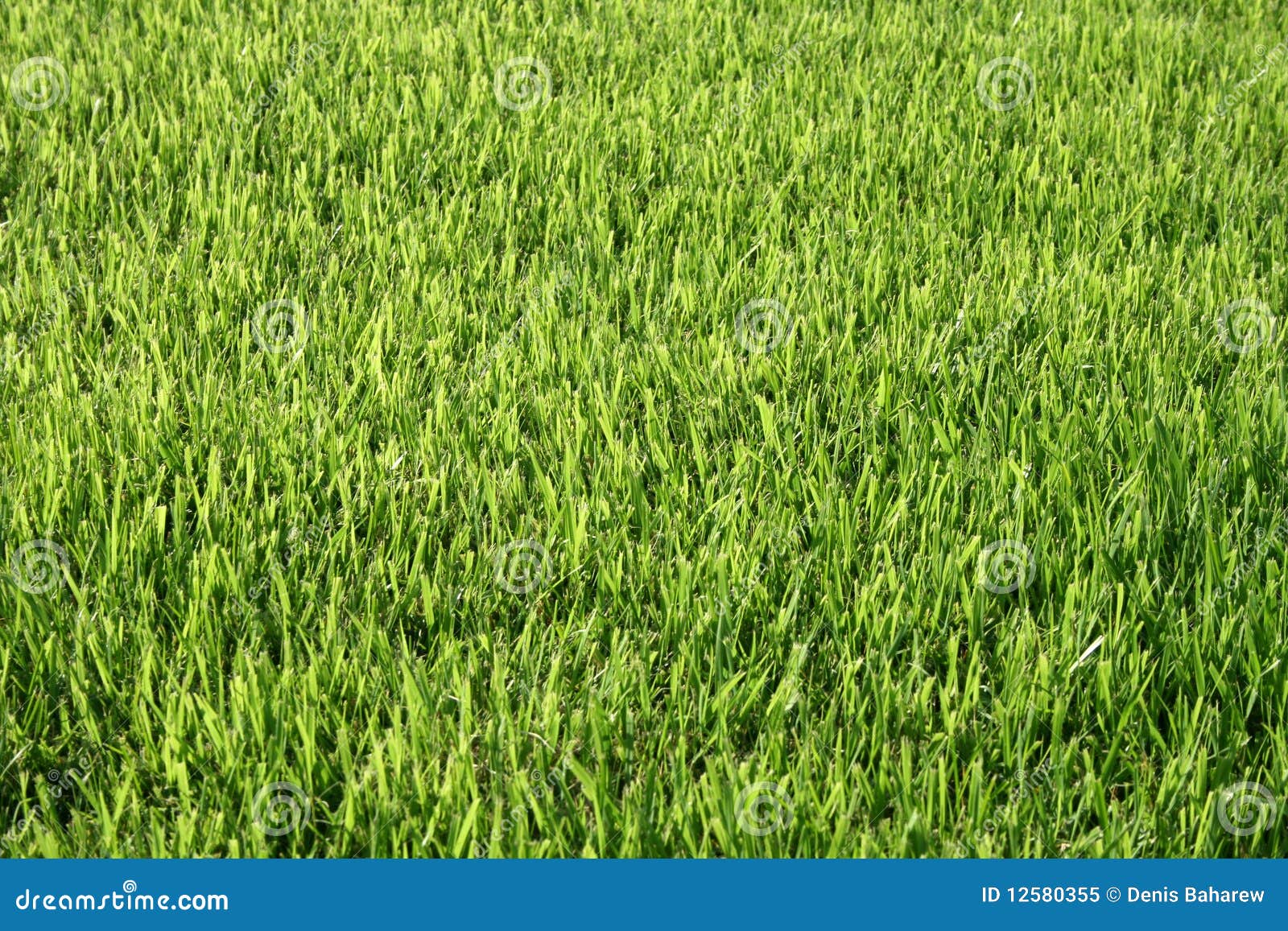Césped verde imagen de archivo. Imagen de ambiente, campo - 12580355