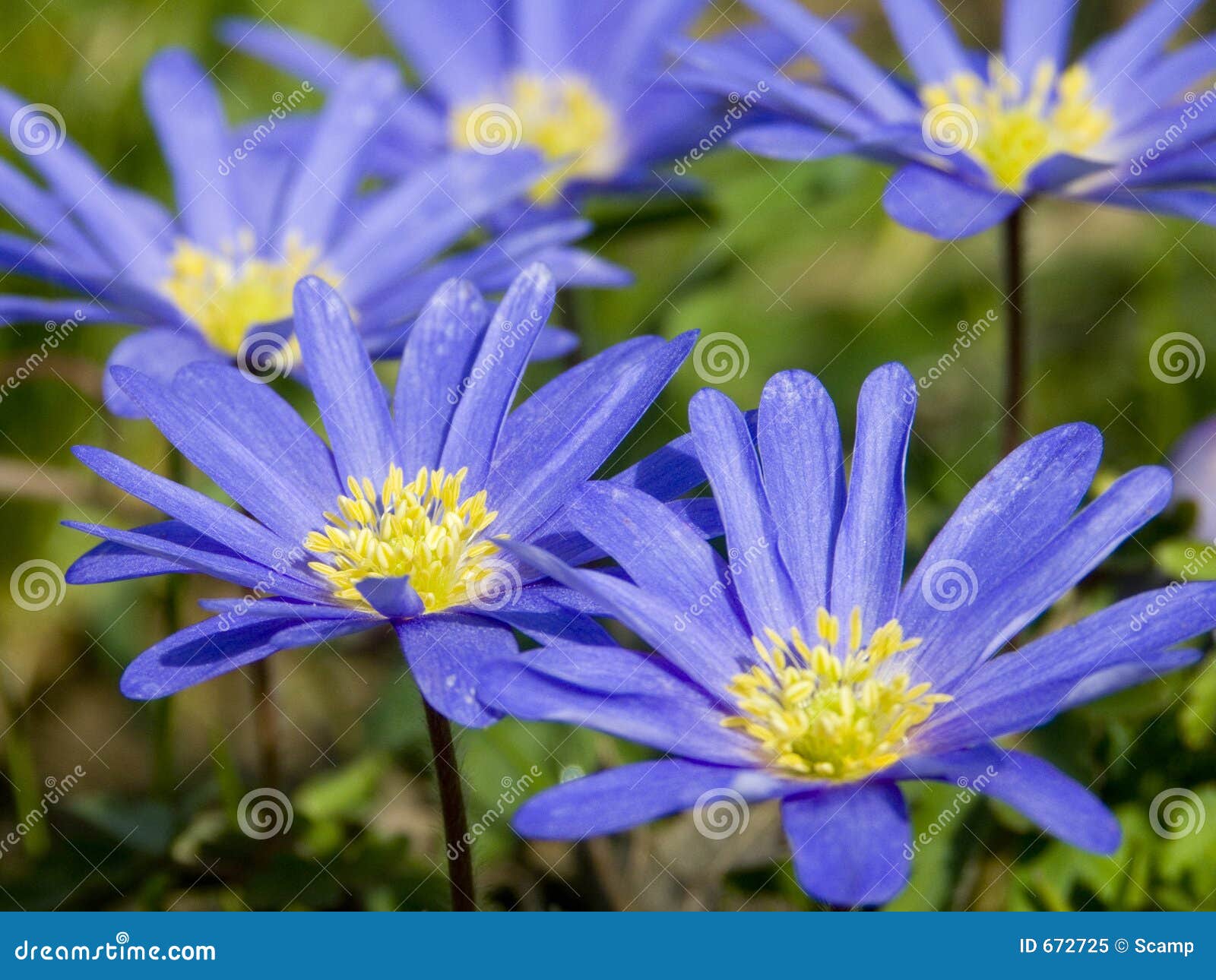 Círculo de flores azules imagen de archivo. Imagen de flores - 672725