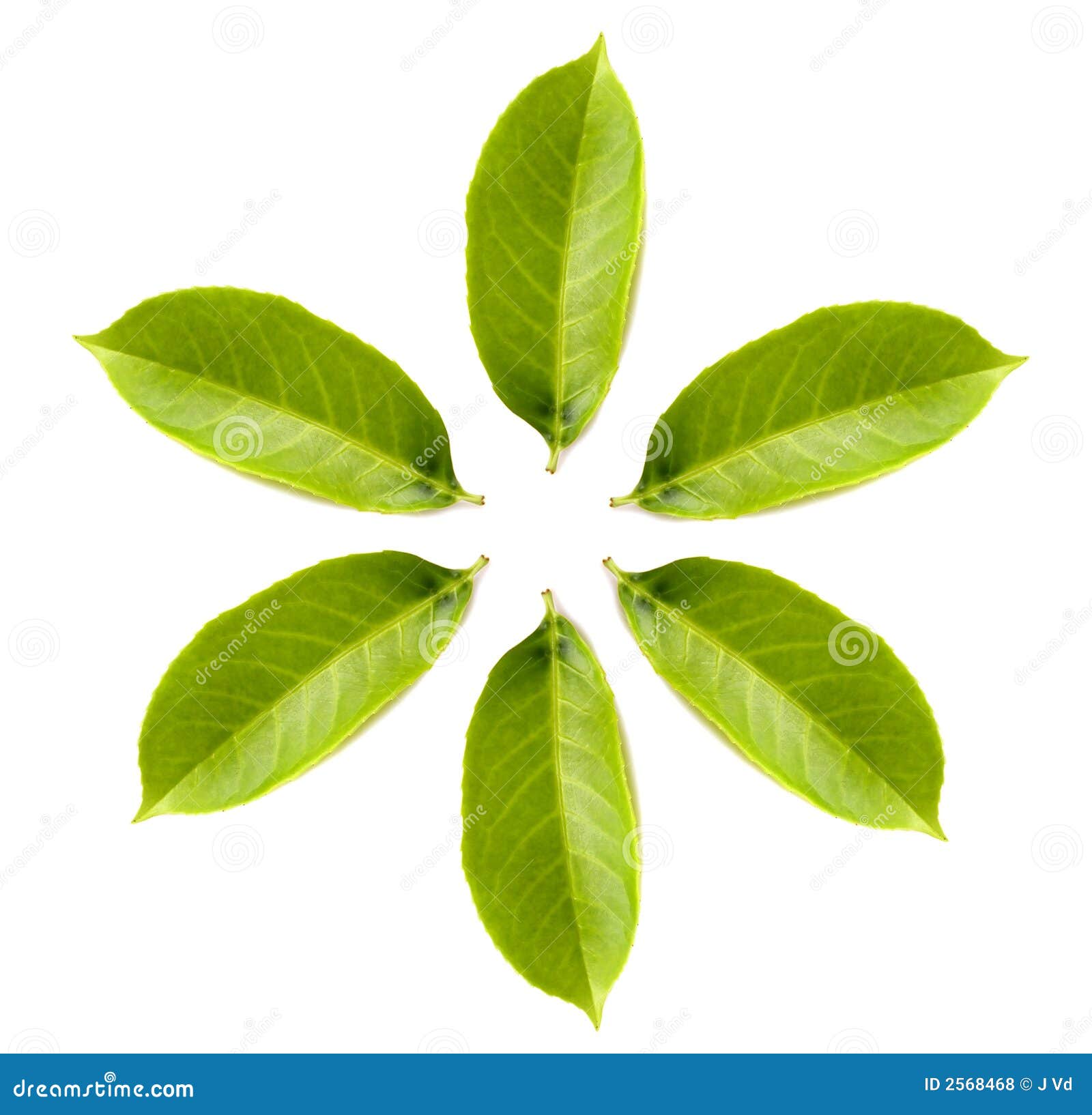 Círculo de hojas foto de archivo. Imagen de color, vida - 2568468