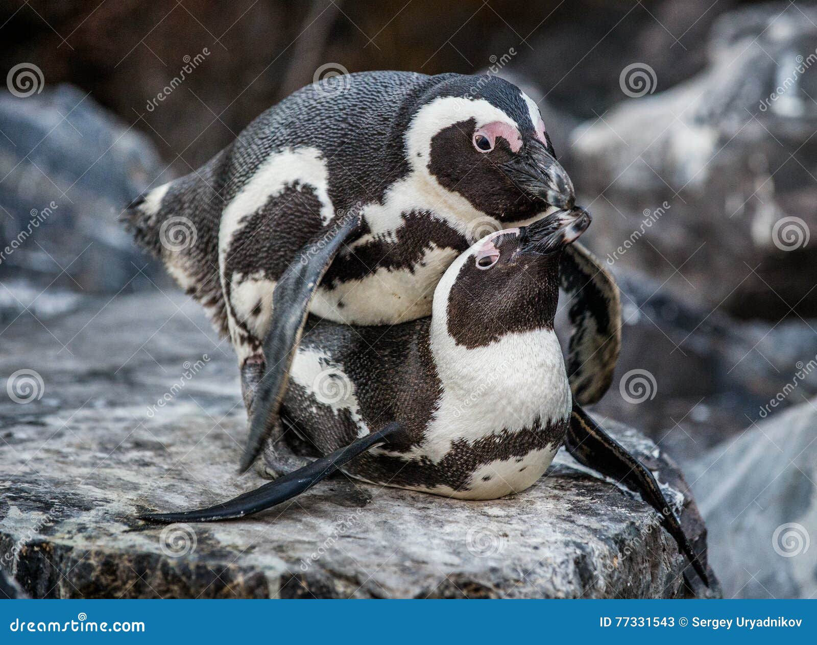 Cópula De Pingüinos Africanos Imagen de archivo - Imagen de animales ...