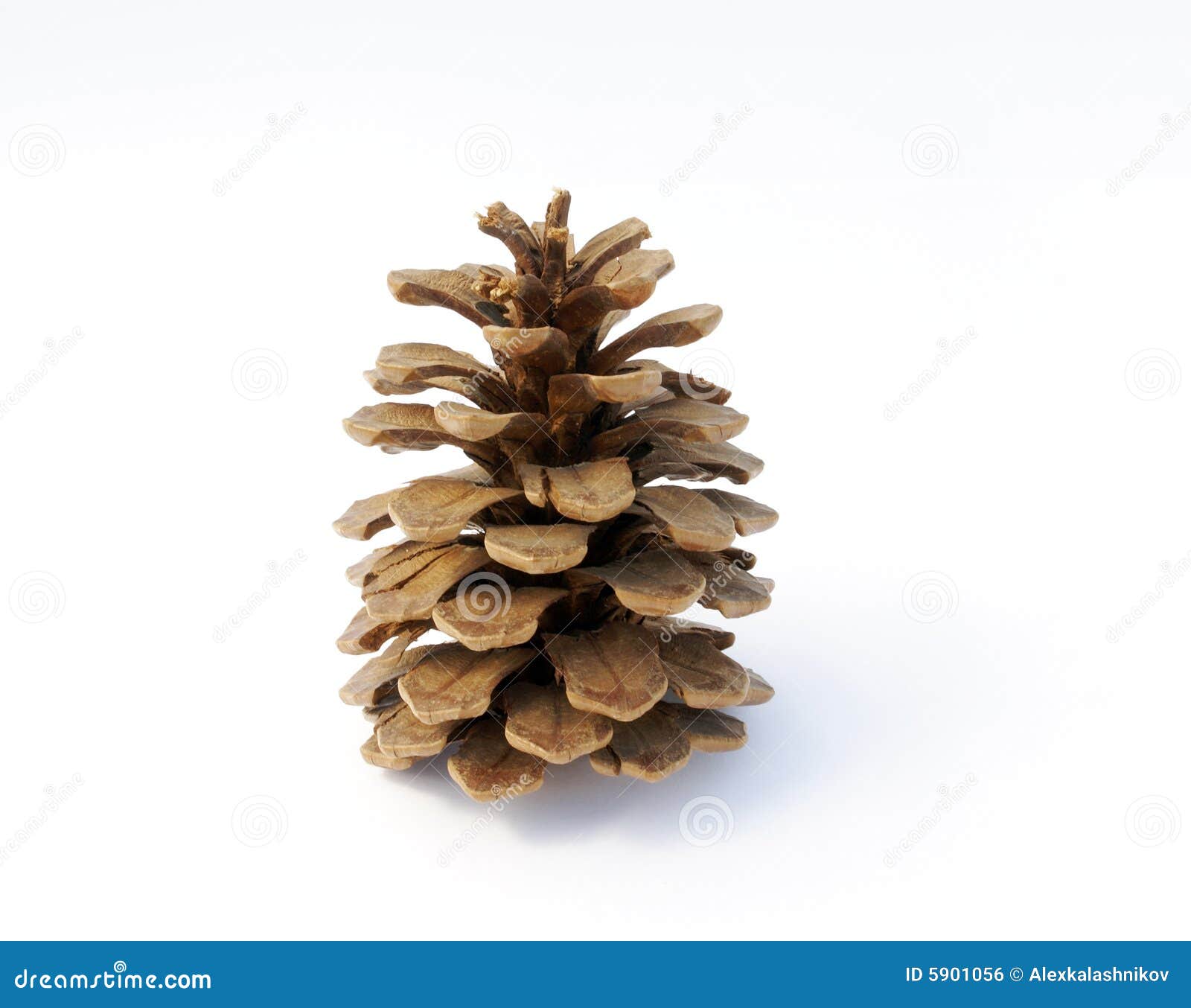 Cône de pin photo stock. Image of conception, noix, sapin - 5901056