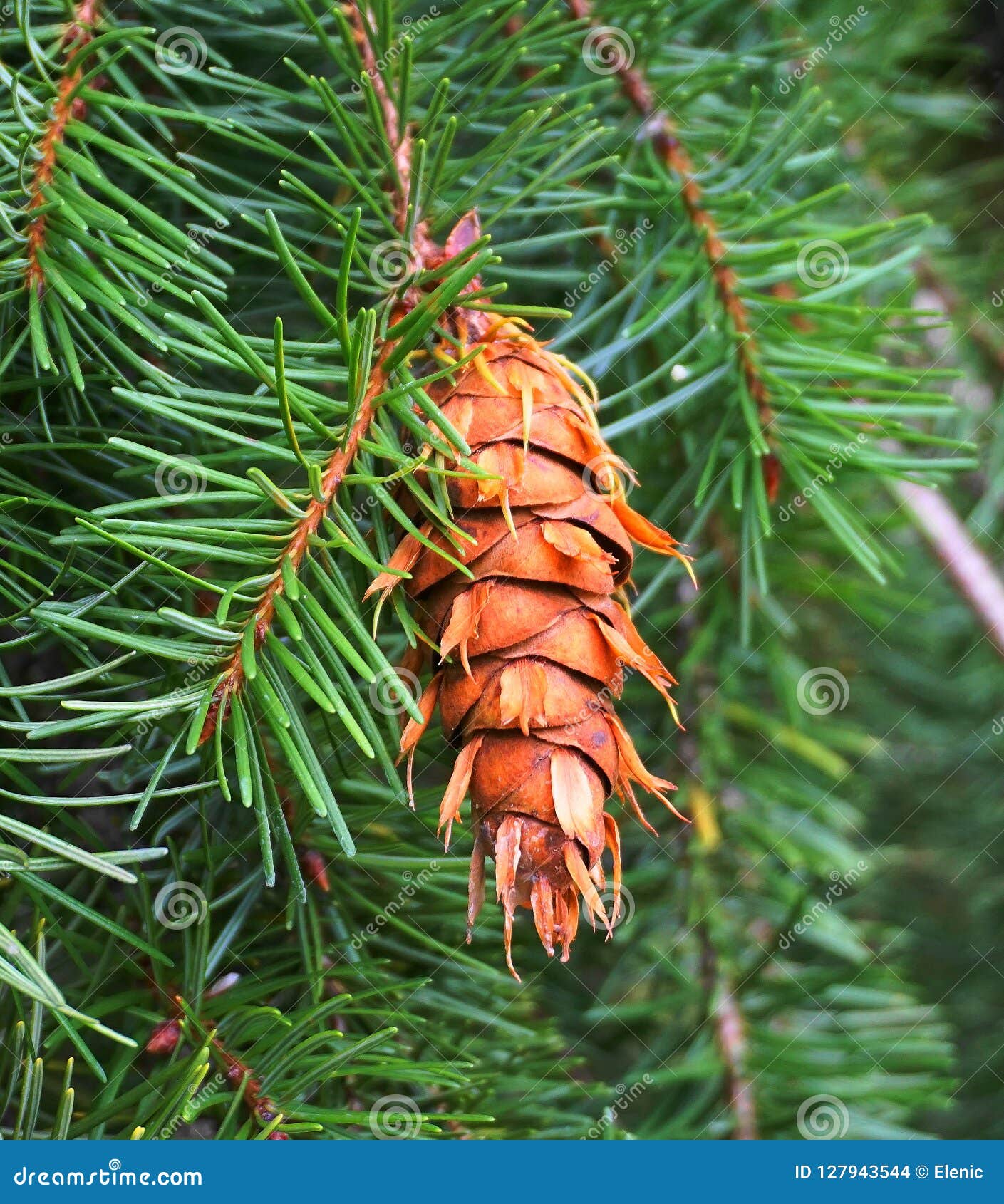 Cône De Sapin De Douglas Sur La Branche Photo stock - Image du douglas ...