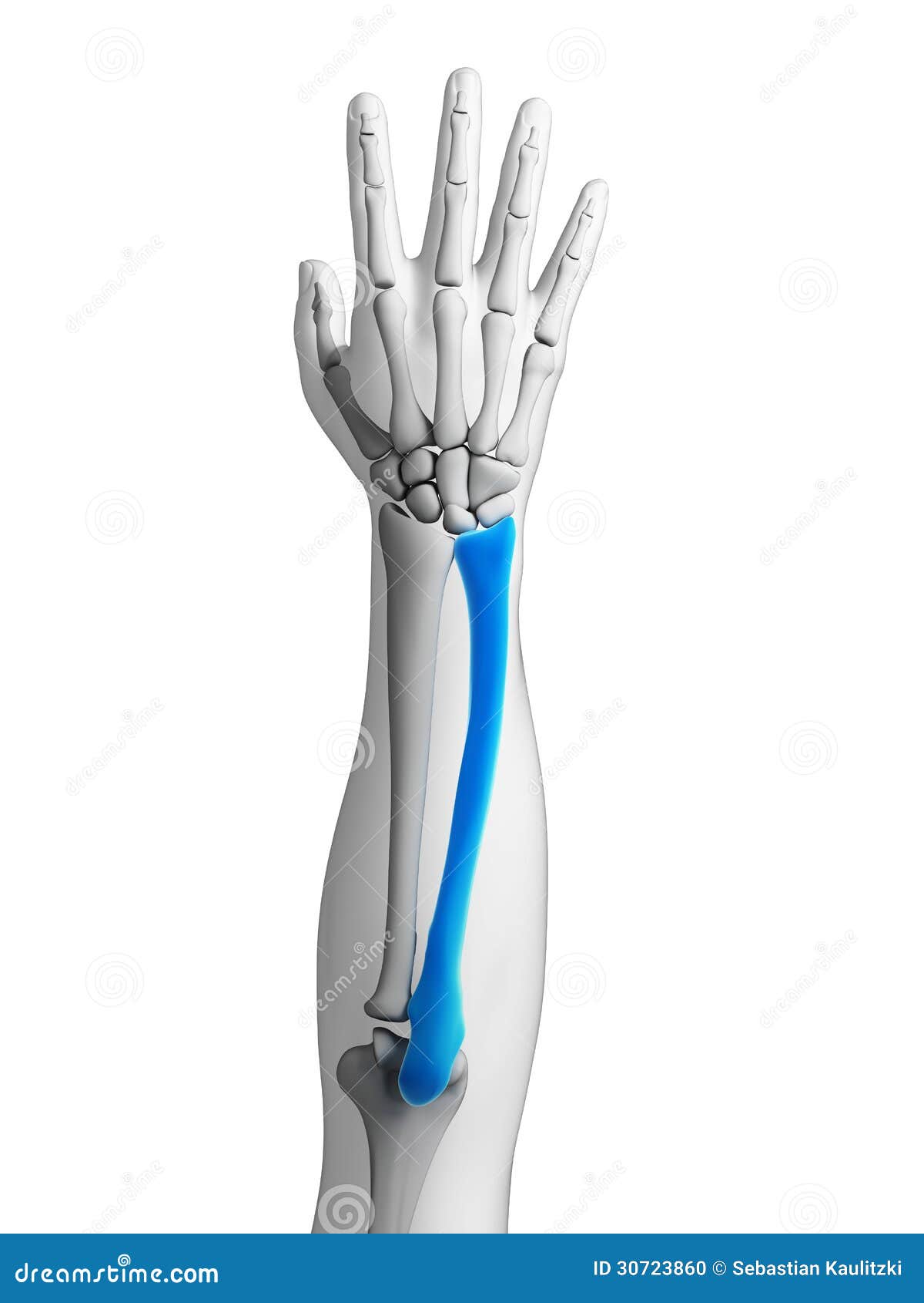 Cúbito destacado stock de ilustración. Ilustración de brazo - 30723860