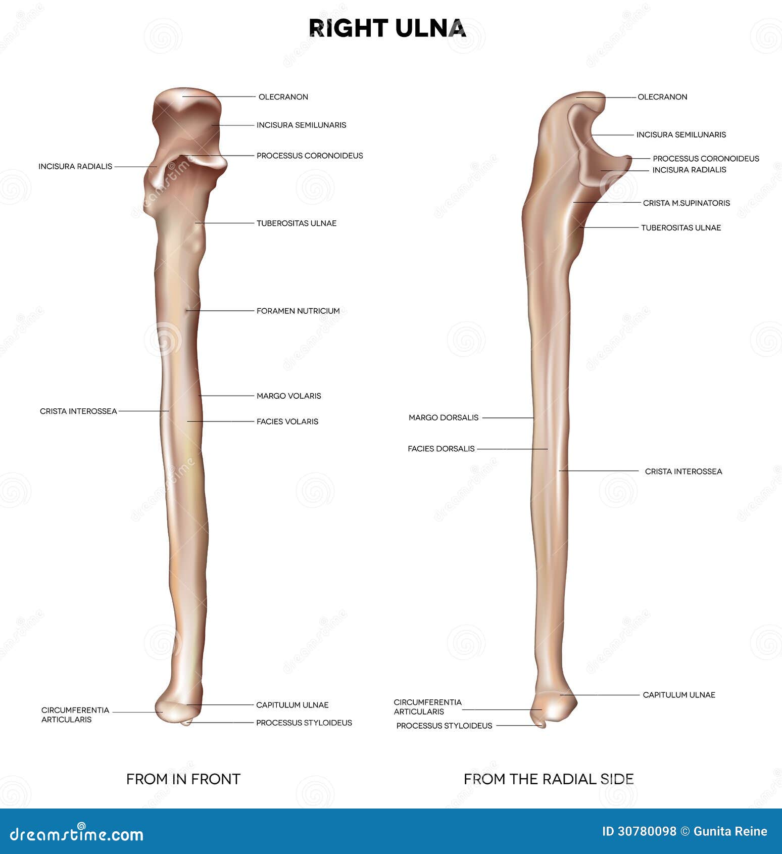 Cúbito Do Lado Dianteiro E Radial Ilustração do Vetor - Ilustração de ...