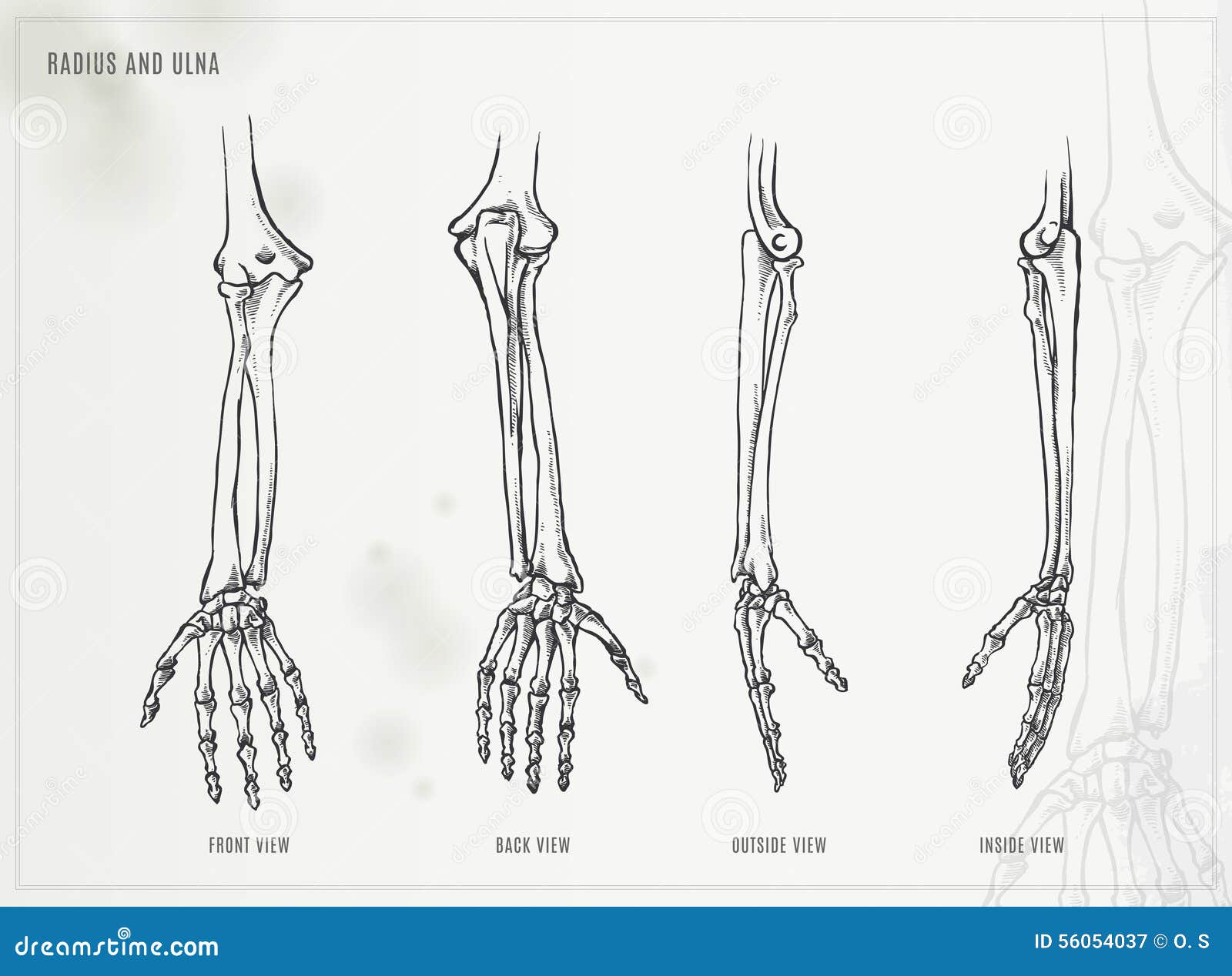 Cúbito y radio ilustración del vector. Ilustración de huesos - 56054037