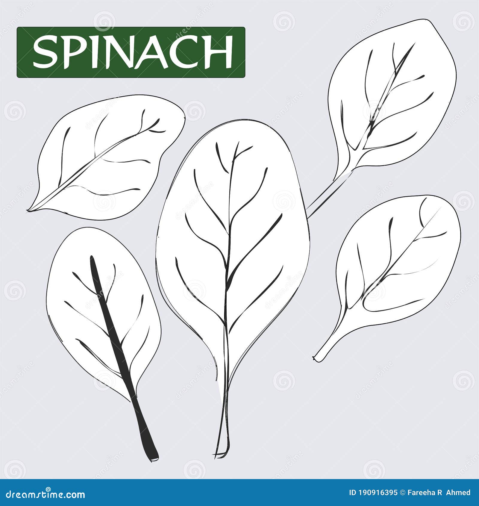 Spinach Coloring Stock Illustrations – 23 Spinach Coloring Stock ...