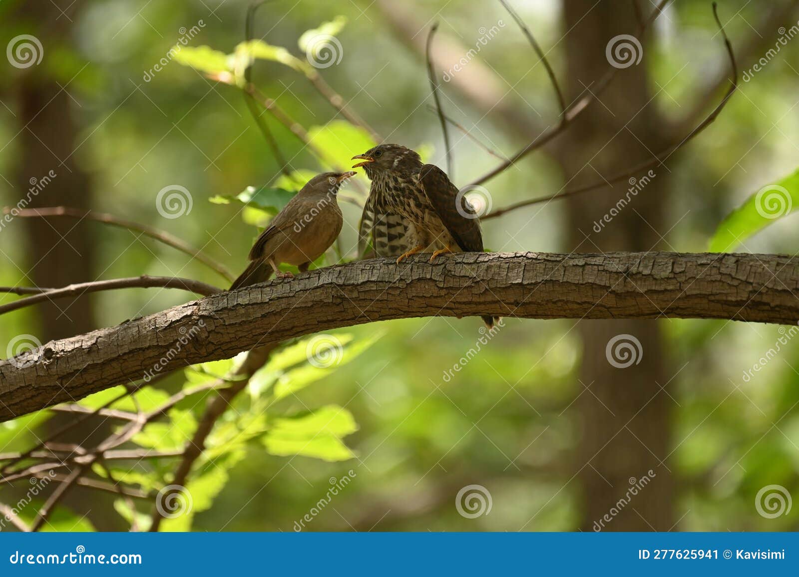 C???????????????????? ???????????????? ???????????????????????? Chick ...