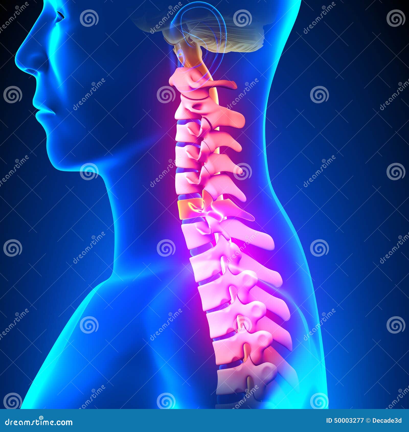 C6 Disc - Cervical Spine stock illustration. Illustration of cervical ...