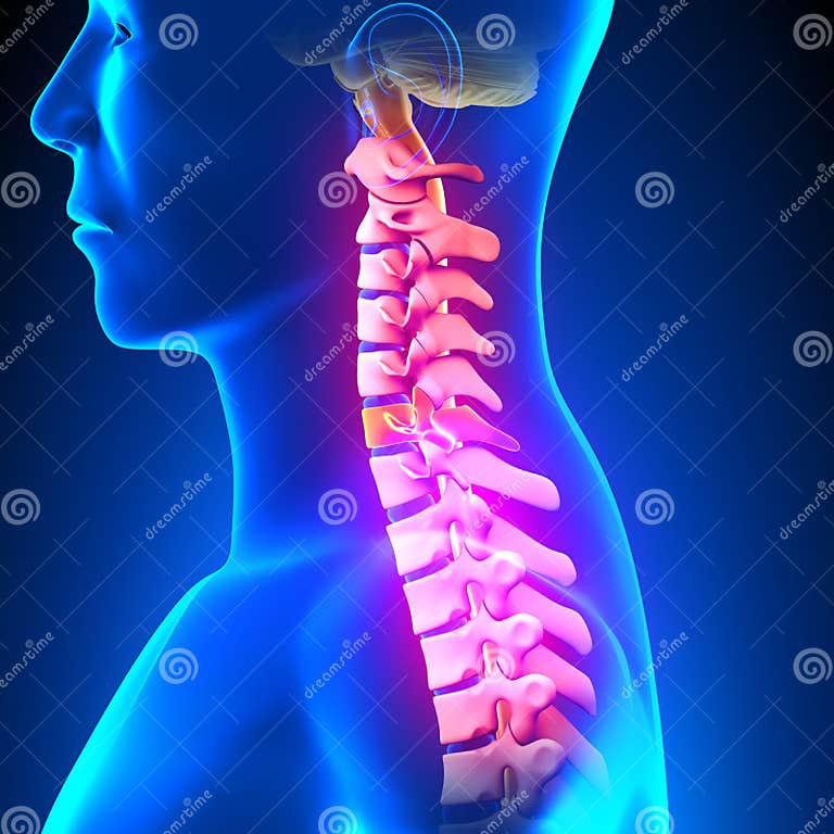 C6 Disc - Cervical Spine stock illustration. Illustration of cervical ...