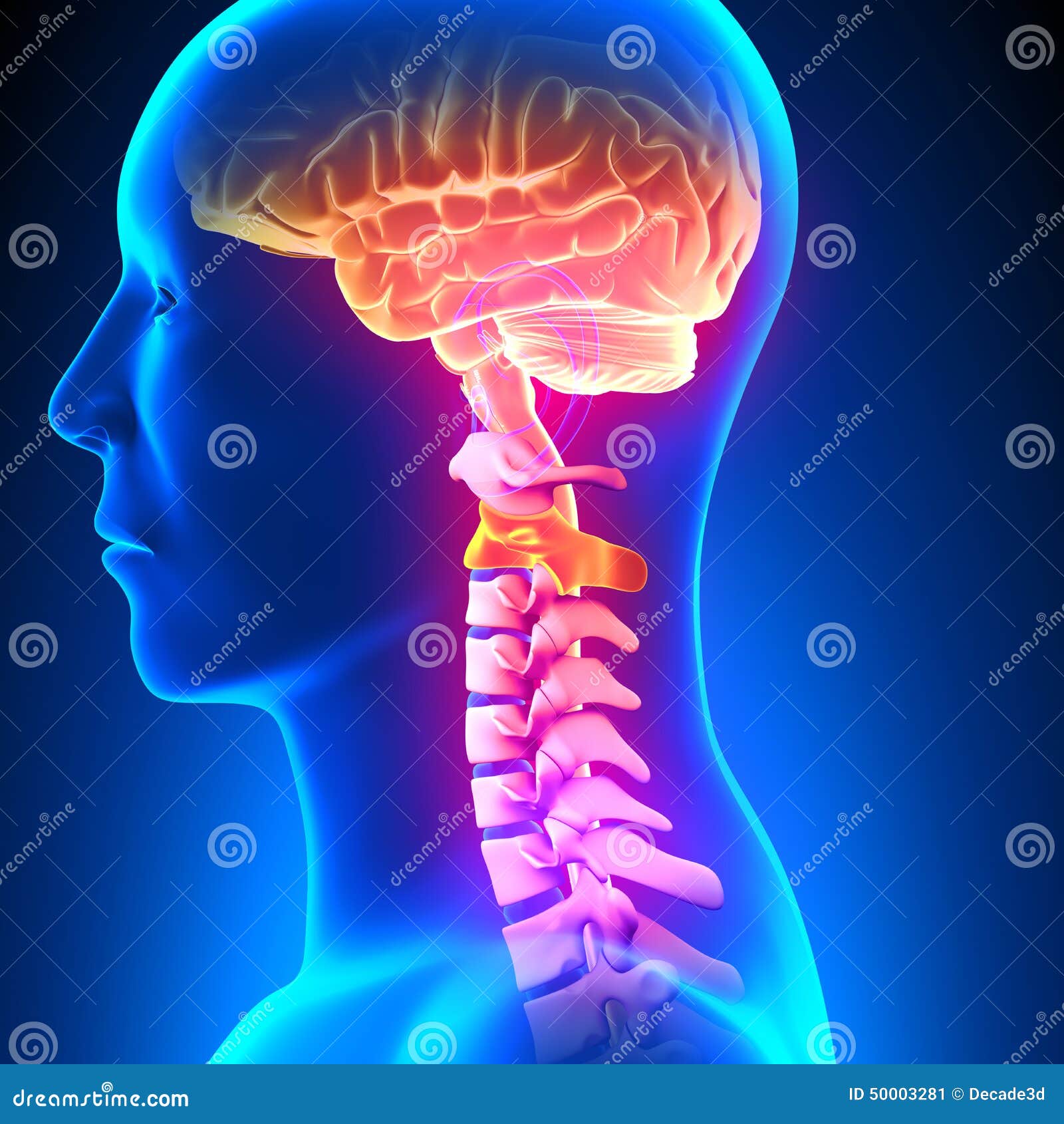 C2 Disc - Cervical Spine stock illustration. Illustration of back ...