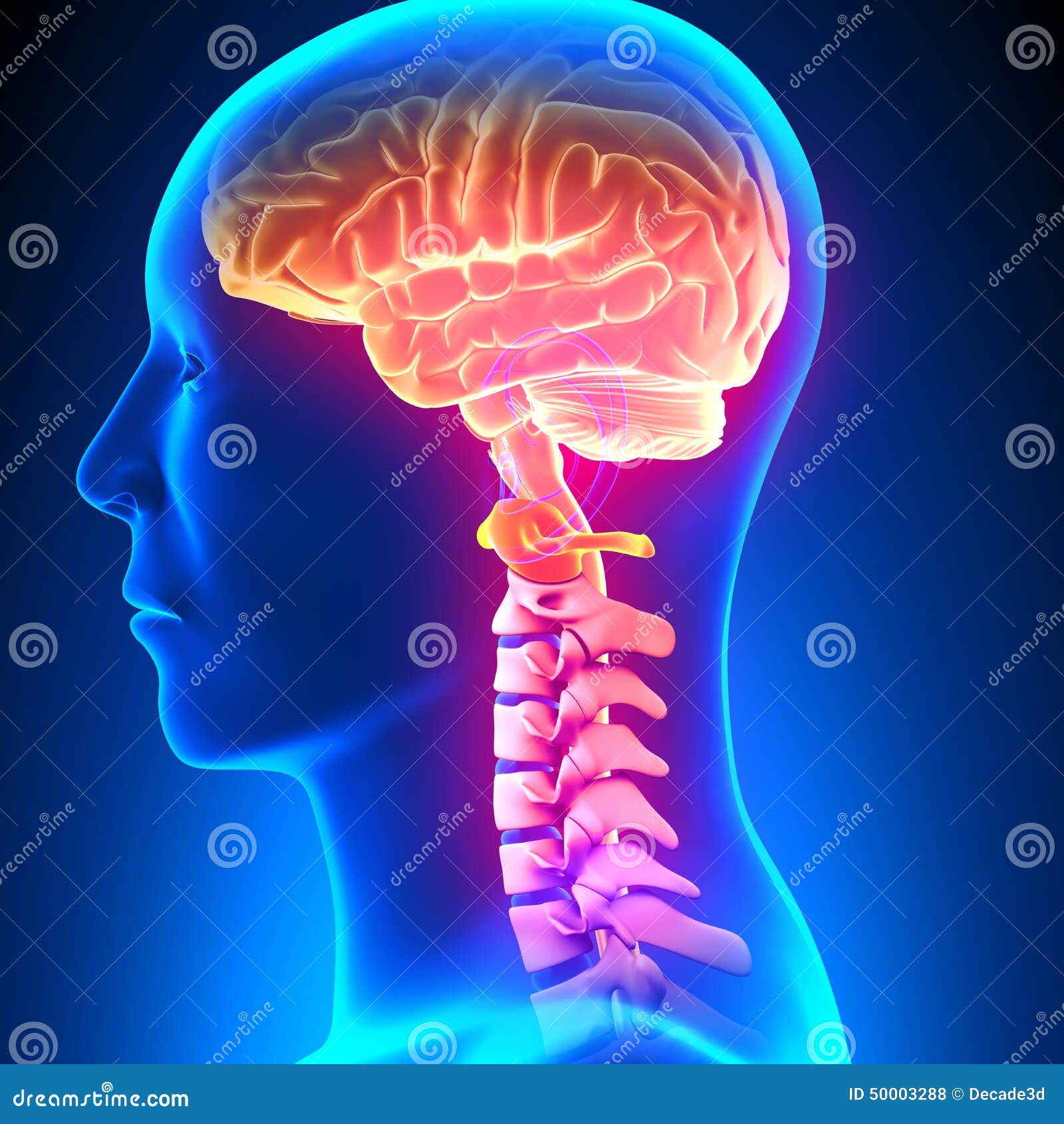 C1 Disc - Cervical Spine Stock Photography | CartoonDealer.com #50003288