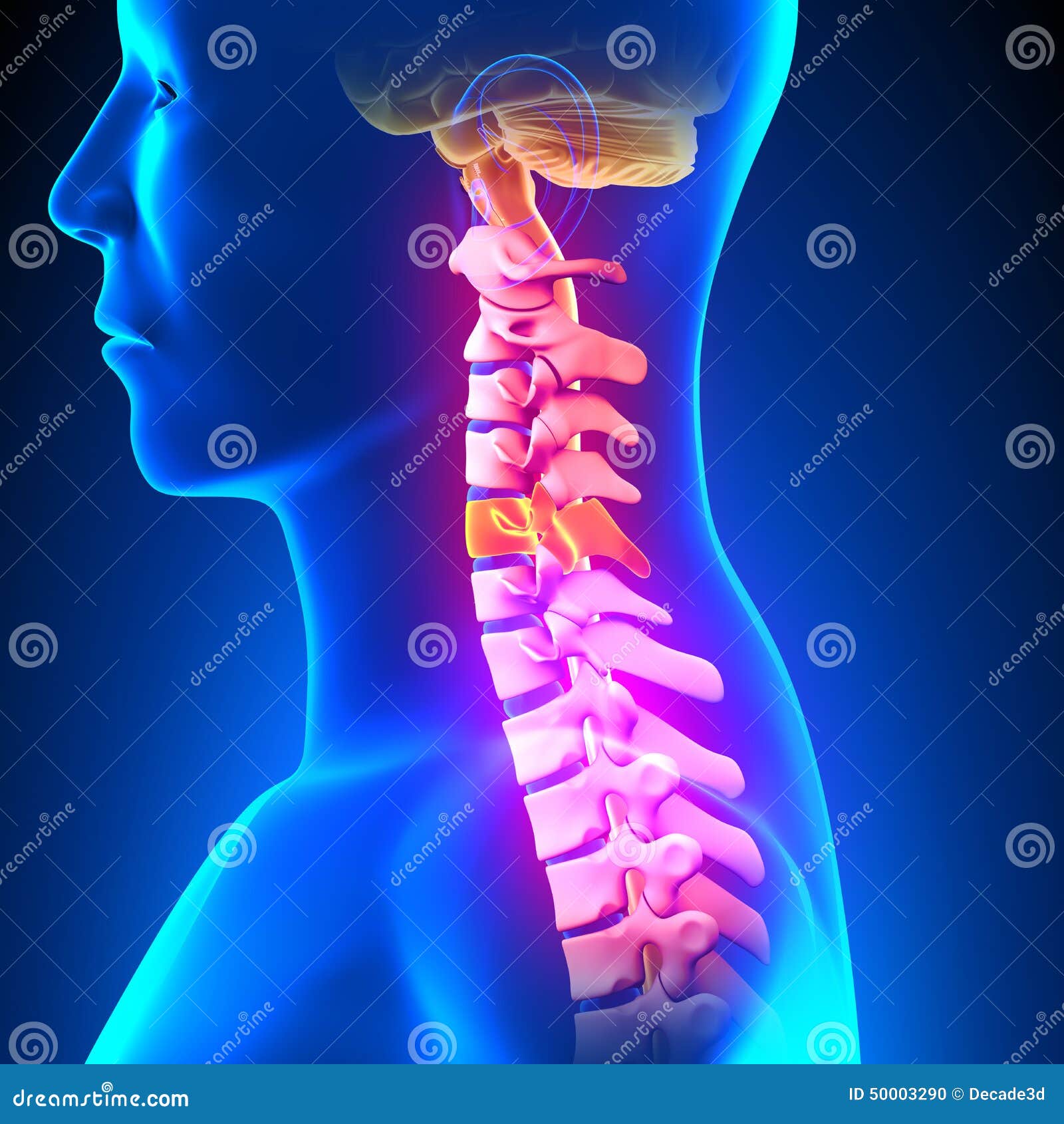 C1 Disc - Cervical Spine Stock Photography | CartoonDealer.com #50003288