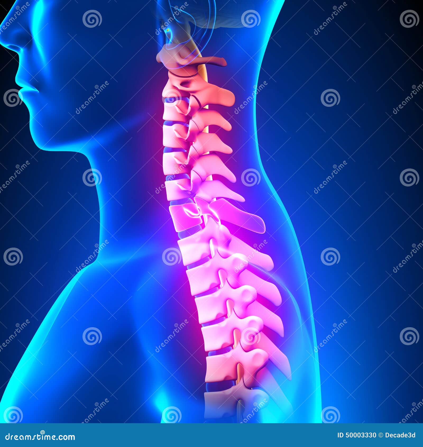 C7 Disc - Cervical Spine stock illustration. Illustration of concept ...