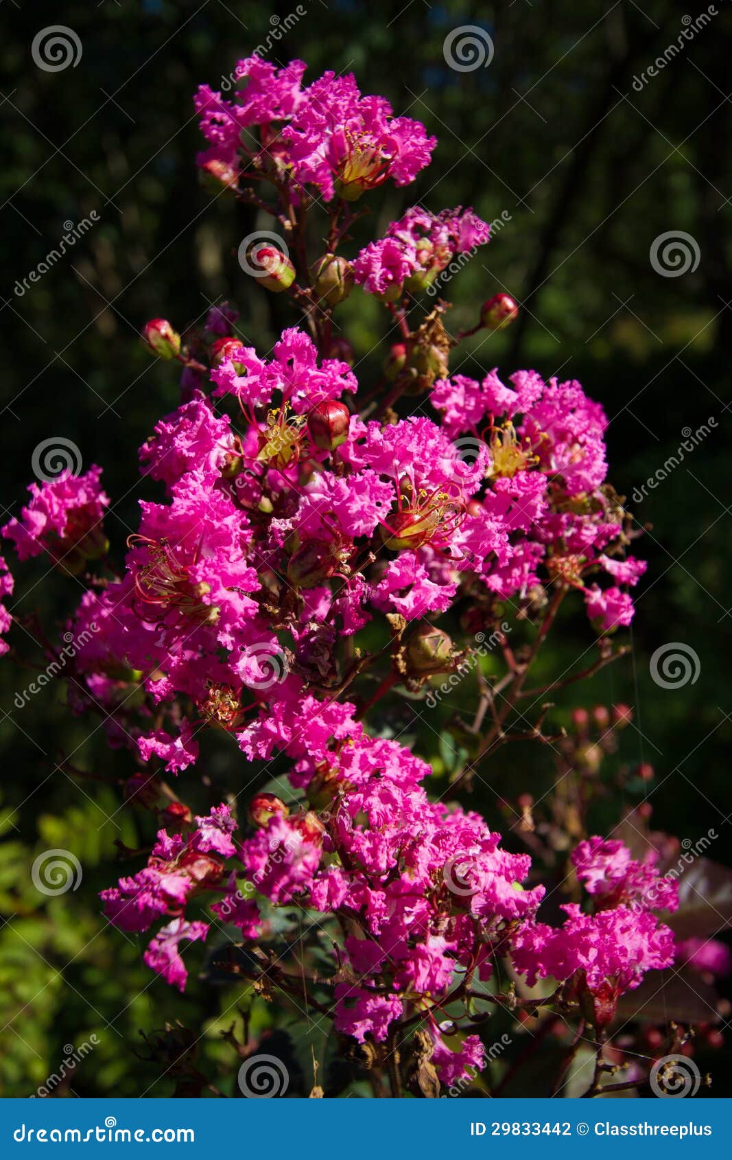 Fleurs de Fushia photo stock. Image du vert, exotique - 29833442