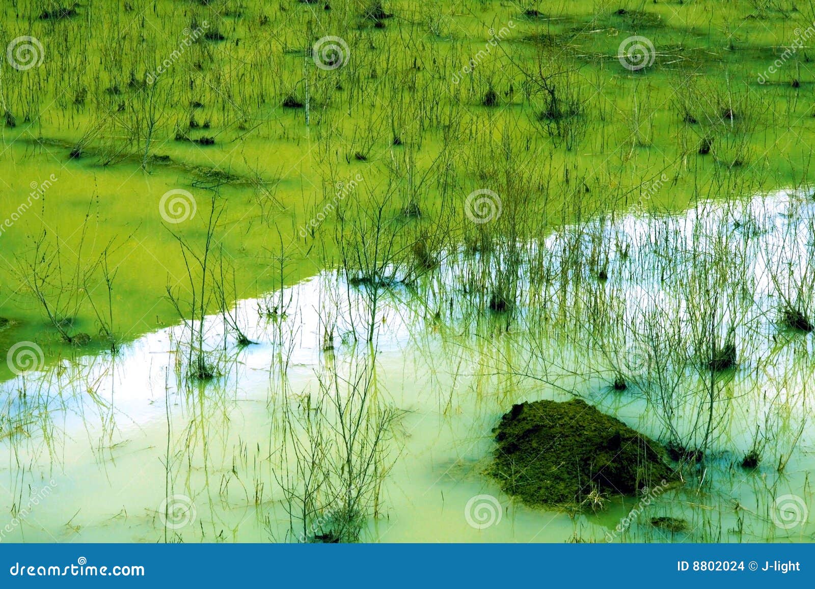 C green swamp stock photo. Image of environment, pond - 8802024