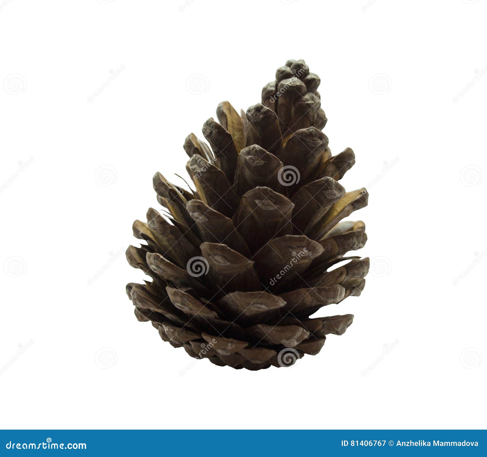 Cône de pin de Brown image stock. Image du automne, fermer - 81406767