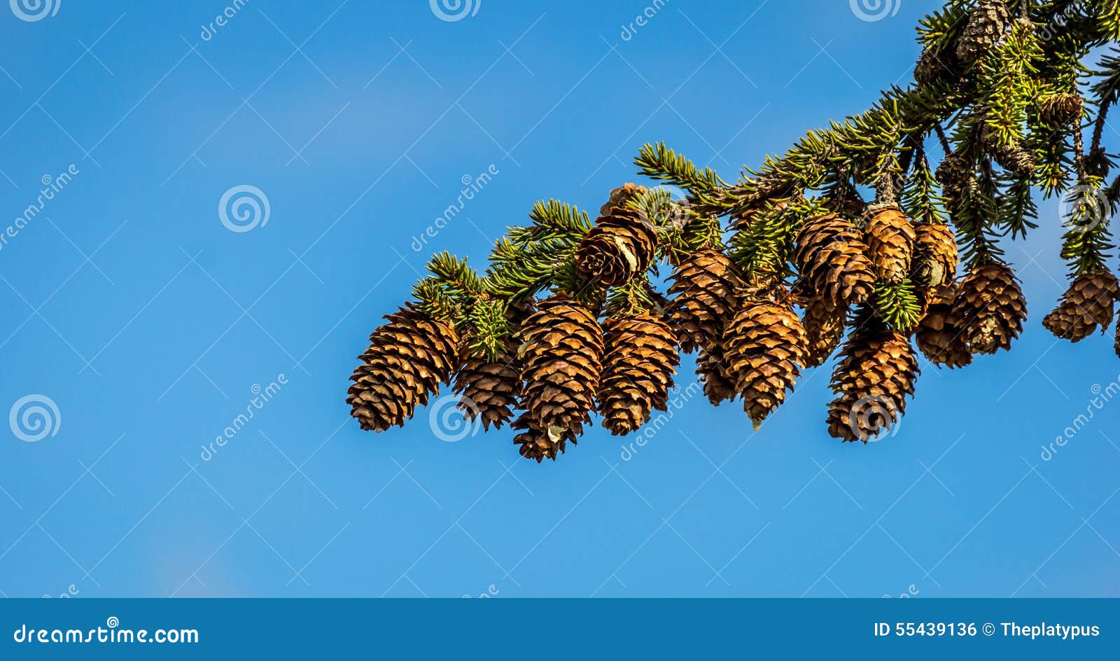 Cône De Pin Sur Un Branchement Photo stock - Image du fond ...