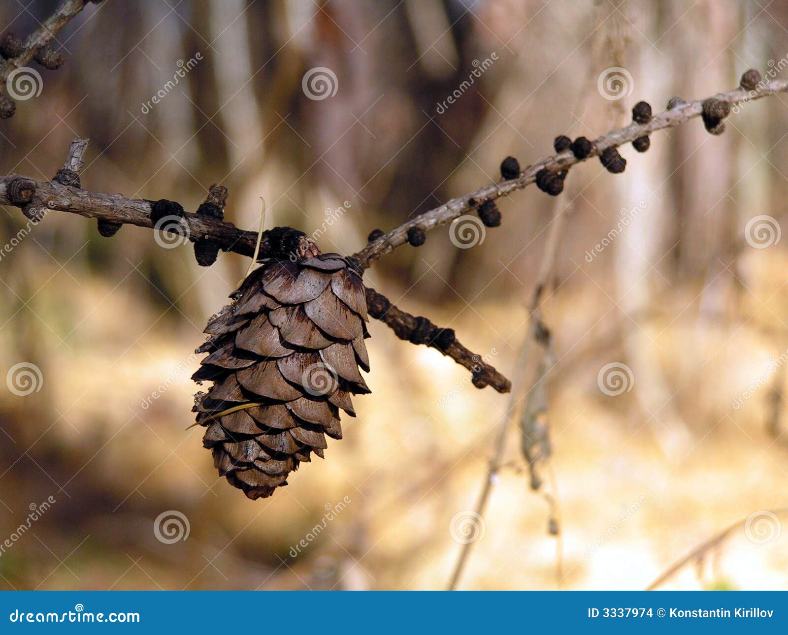 Cône De Sapin Image. Image: 3337974