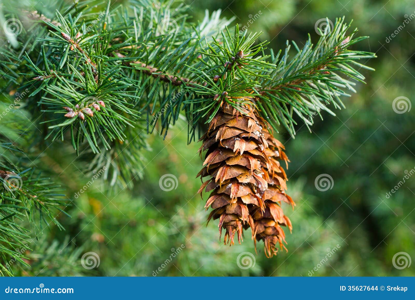Cônes de sapin de Douglas photo stock. Image du saison - 35627644