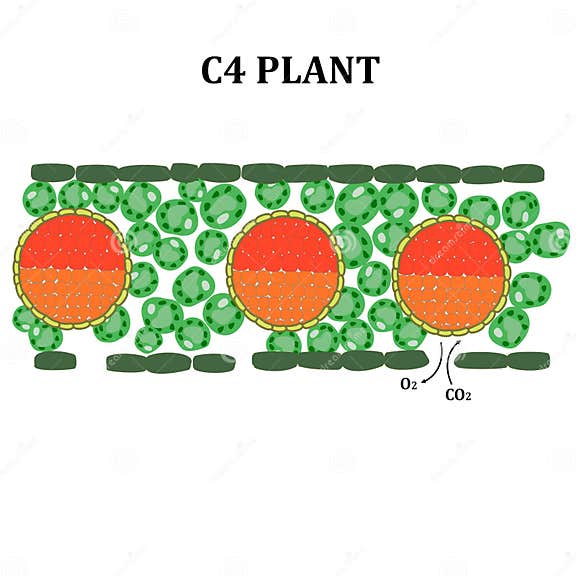 C4 Plant stock illustration. Illustration of science - 274402891