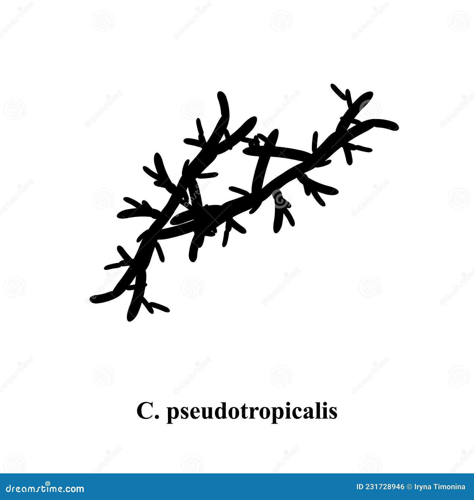 Structure Of Candida Albicans. Infographics. Vector Illustration On ...