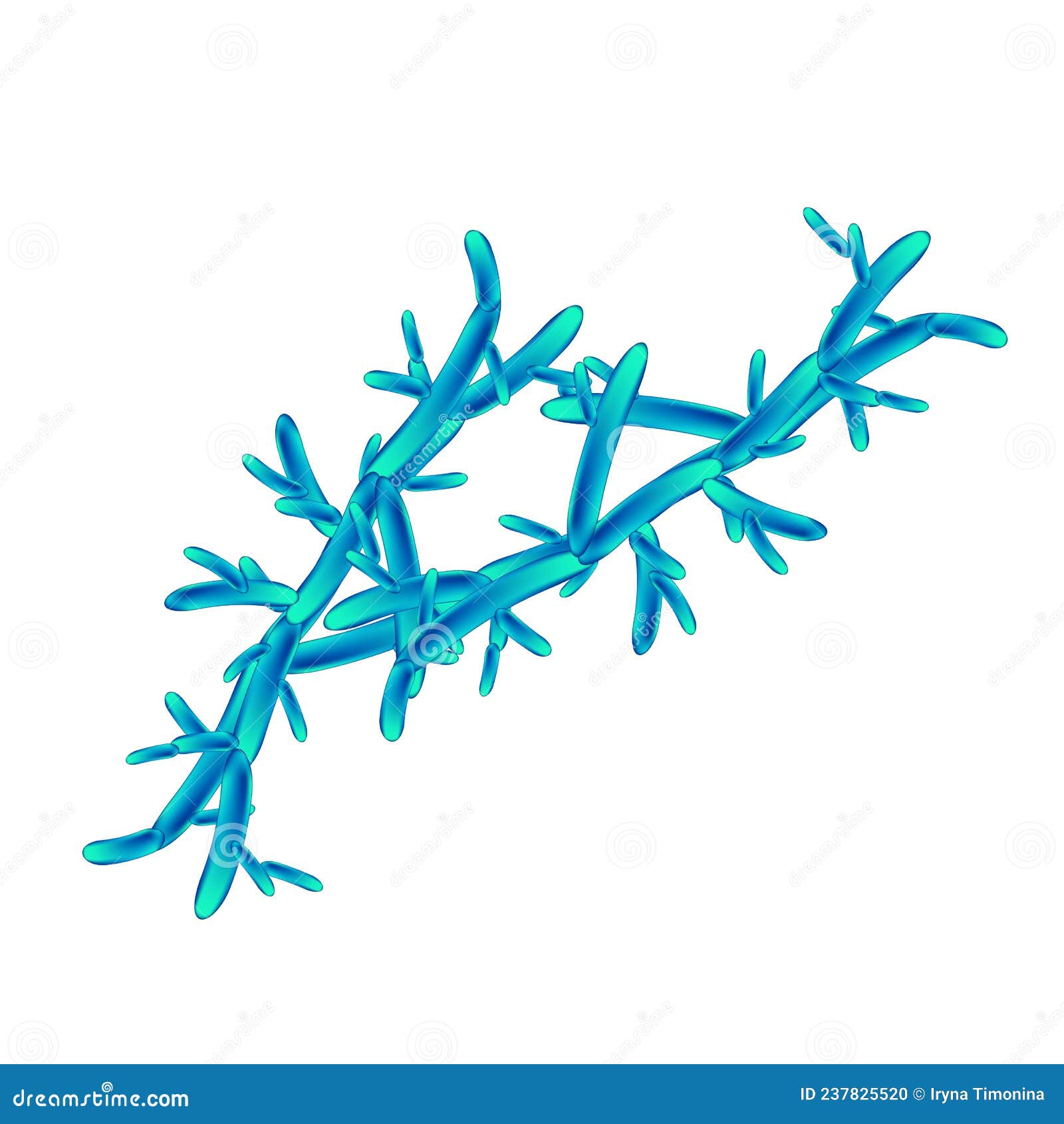 Structure Of Candida Albicans. Infographics. Vector Illustration On ...