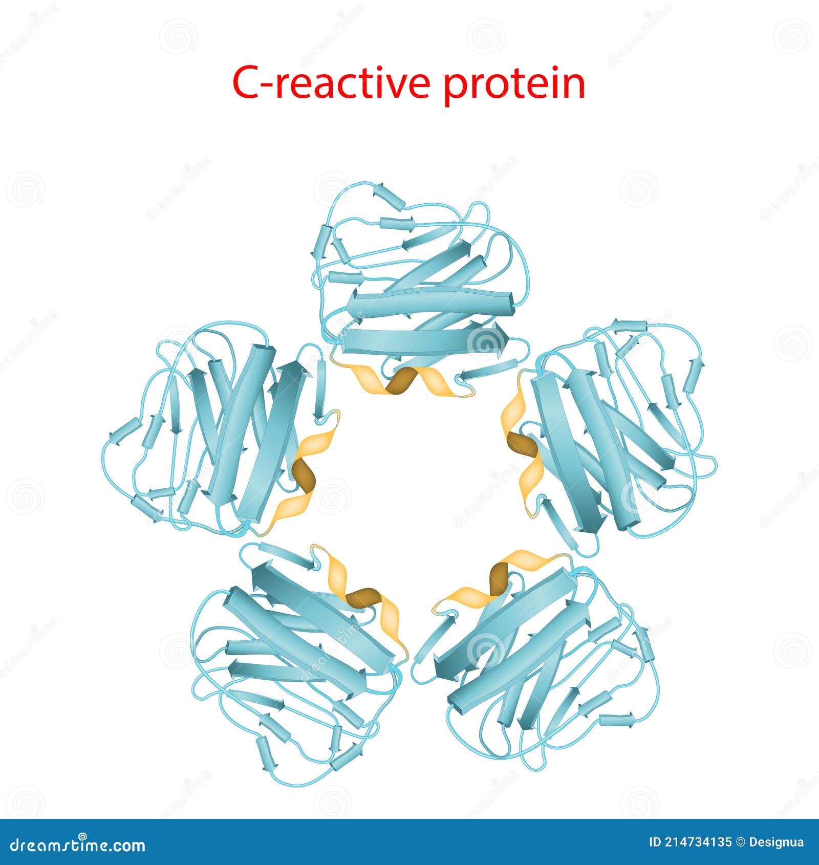 C-reactive Protein Molecular Structure Stock Vector - Illustration of ...