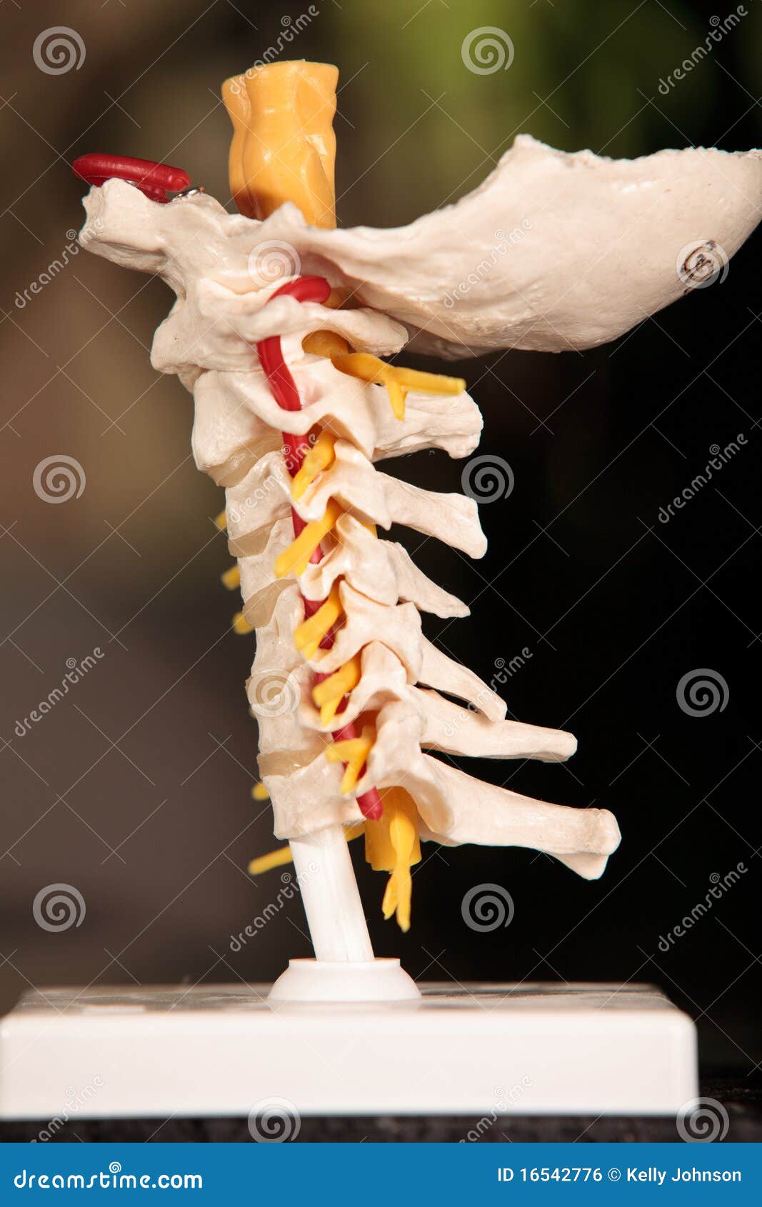 C-spine Model stock photo. Image of cervical, vertebrae - 16542776