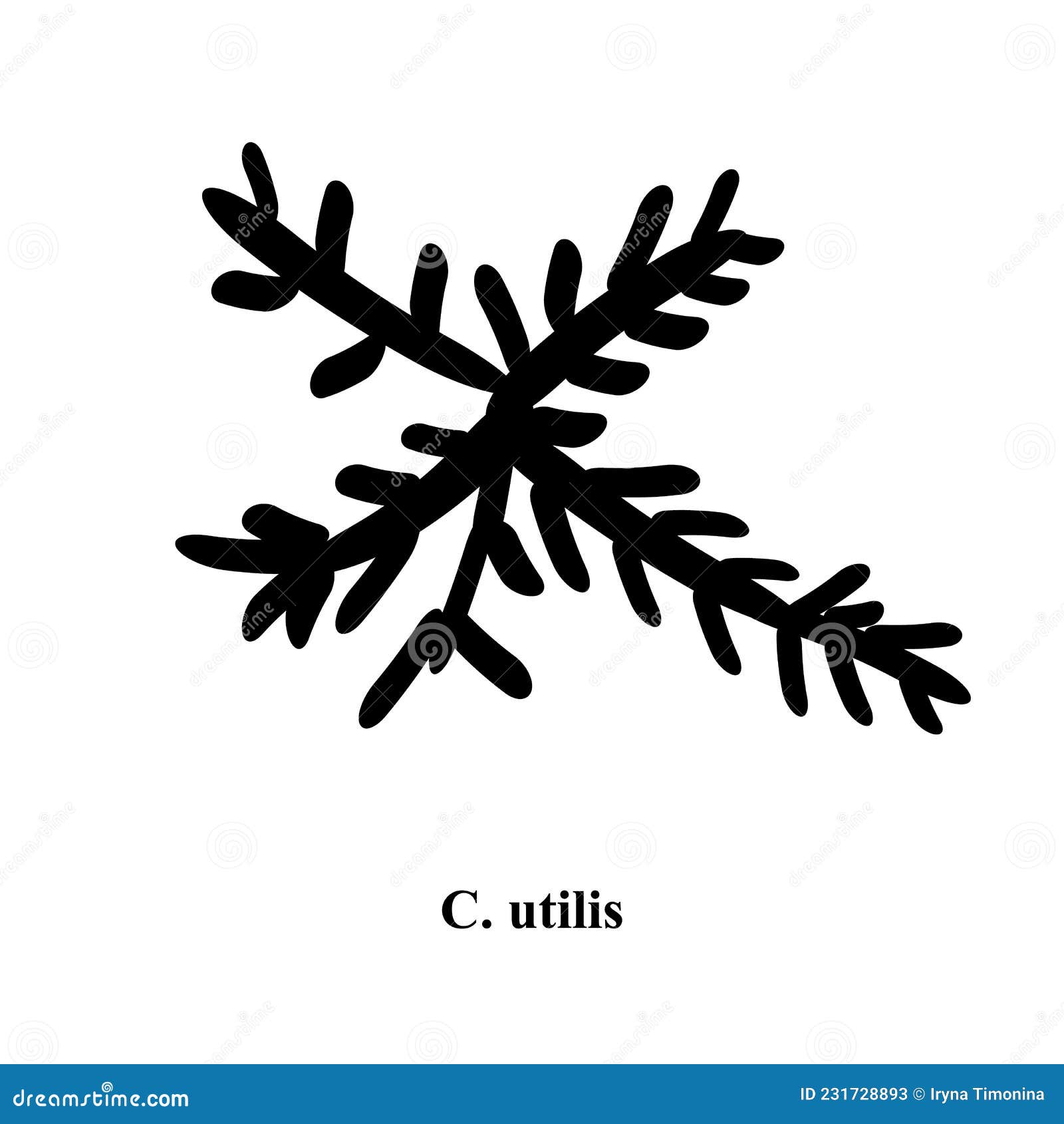 C. Utilis Candida. Pathogenic Yeast-like Fungi of the Candida Type ...