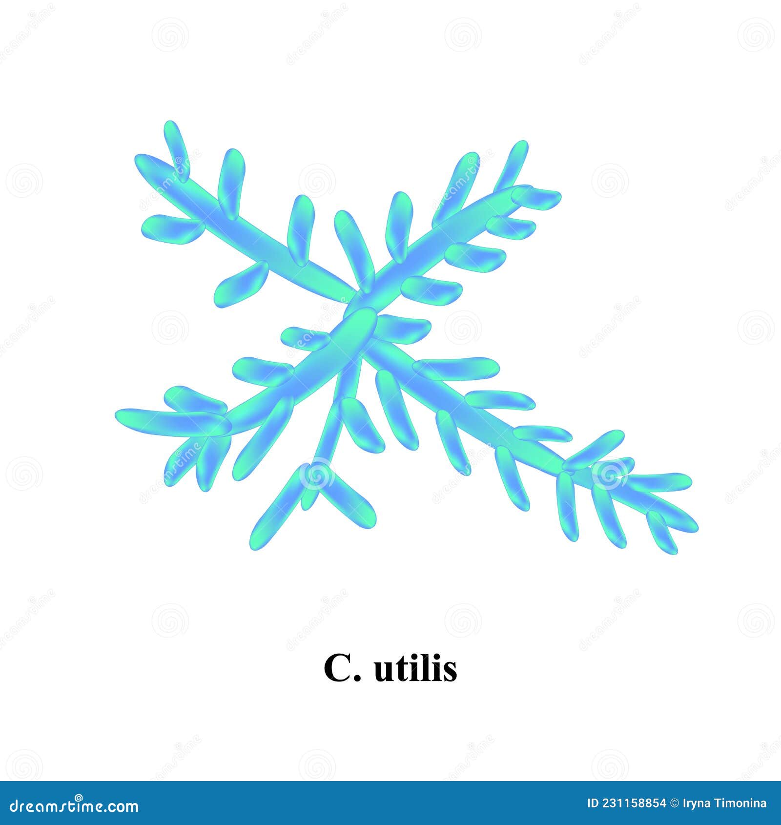 C. Utilis Candida. Pathogenic Yeast-like Fungi of the Candida Type ...