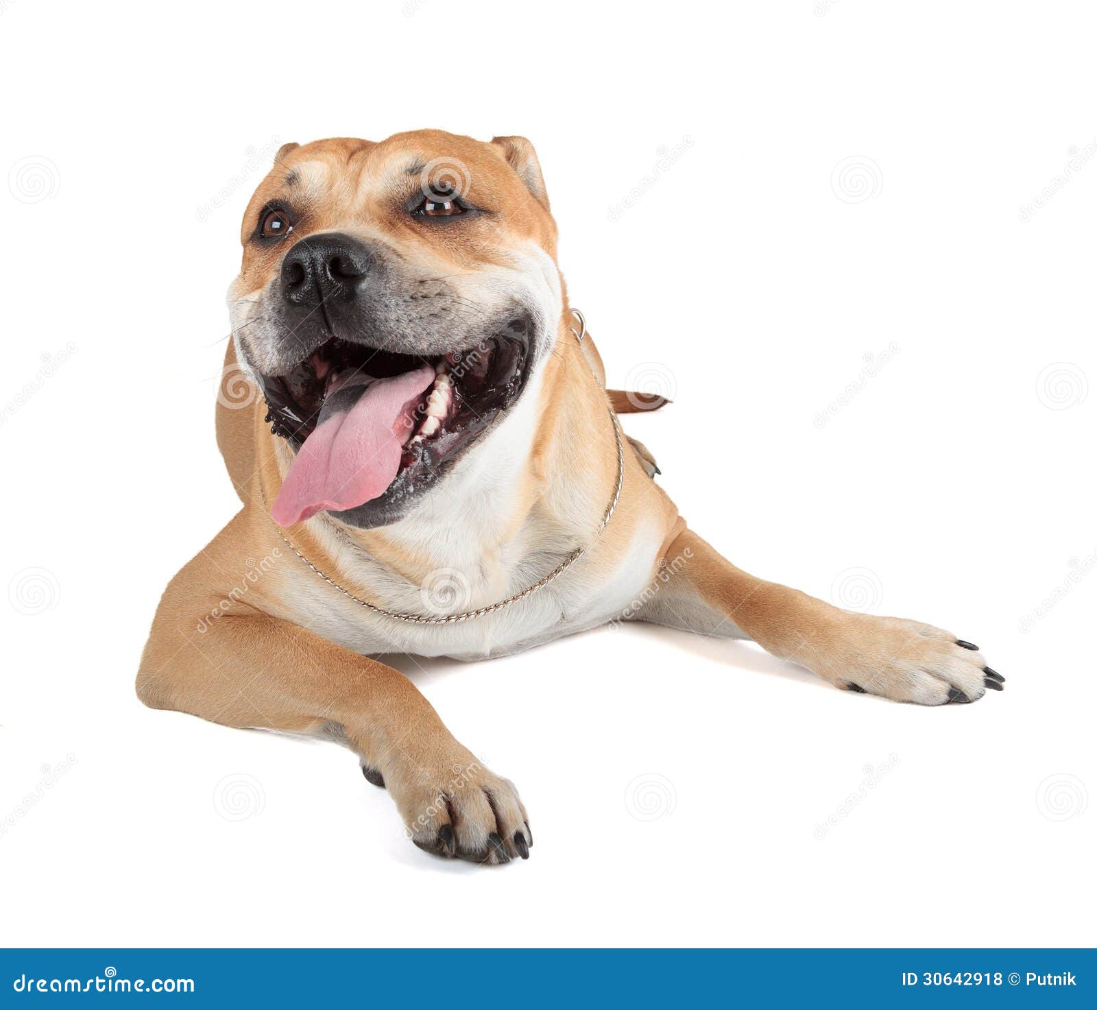 Ca de Bou foto de archivo. Imagen de animal, ojos, muscular - 30642918